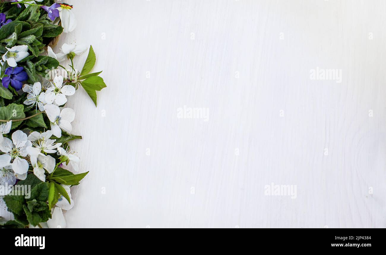 Spring background for filming objects. Blossoming white cherry, violets ...