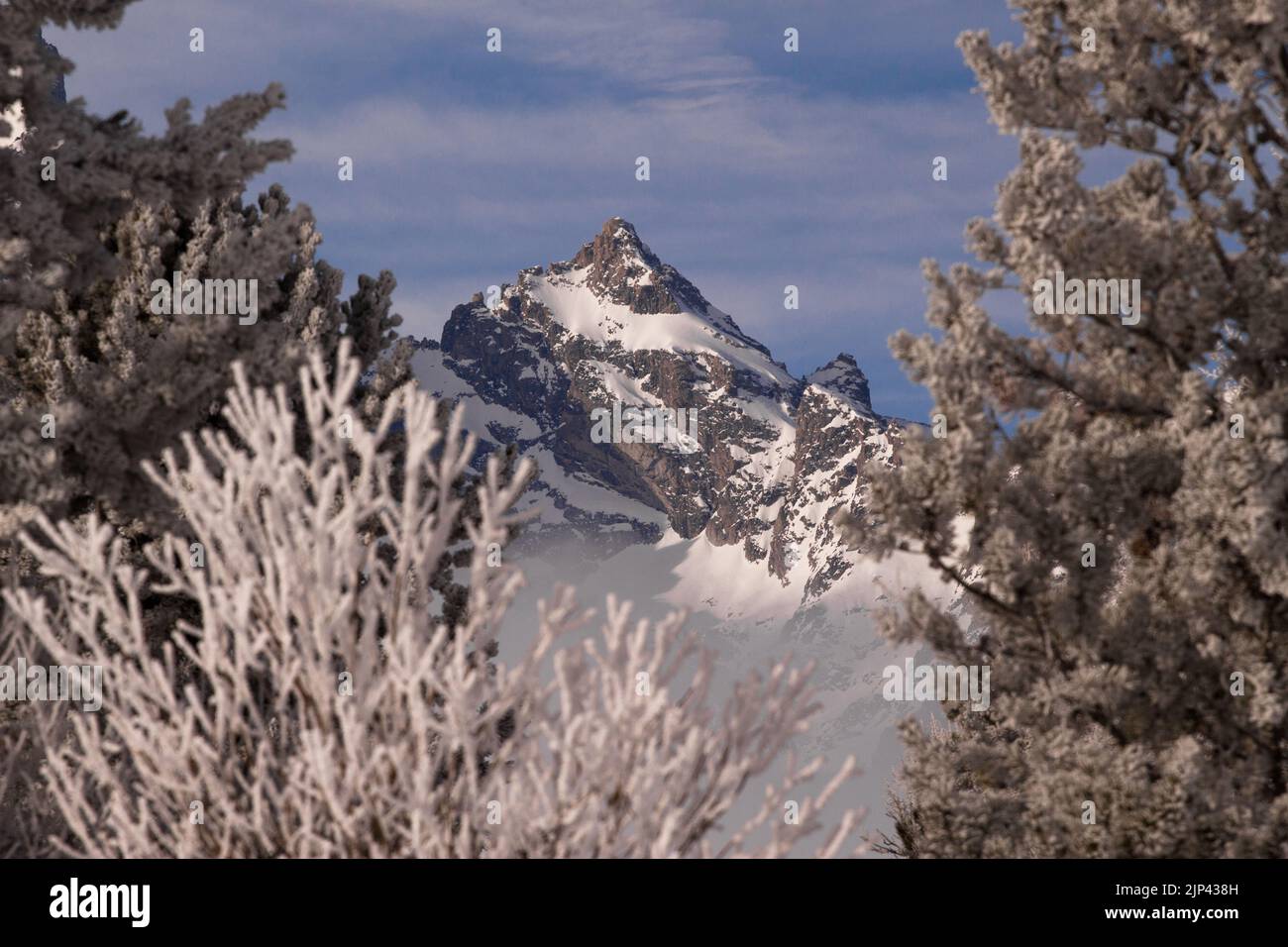 A scenery of the Mount Owen in the winter framed by frosty trees in ...