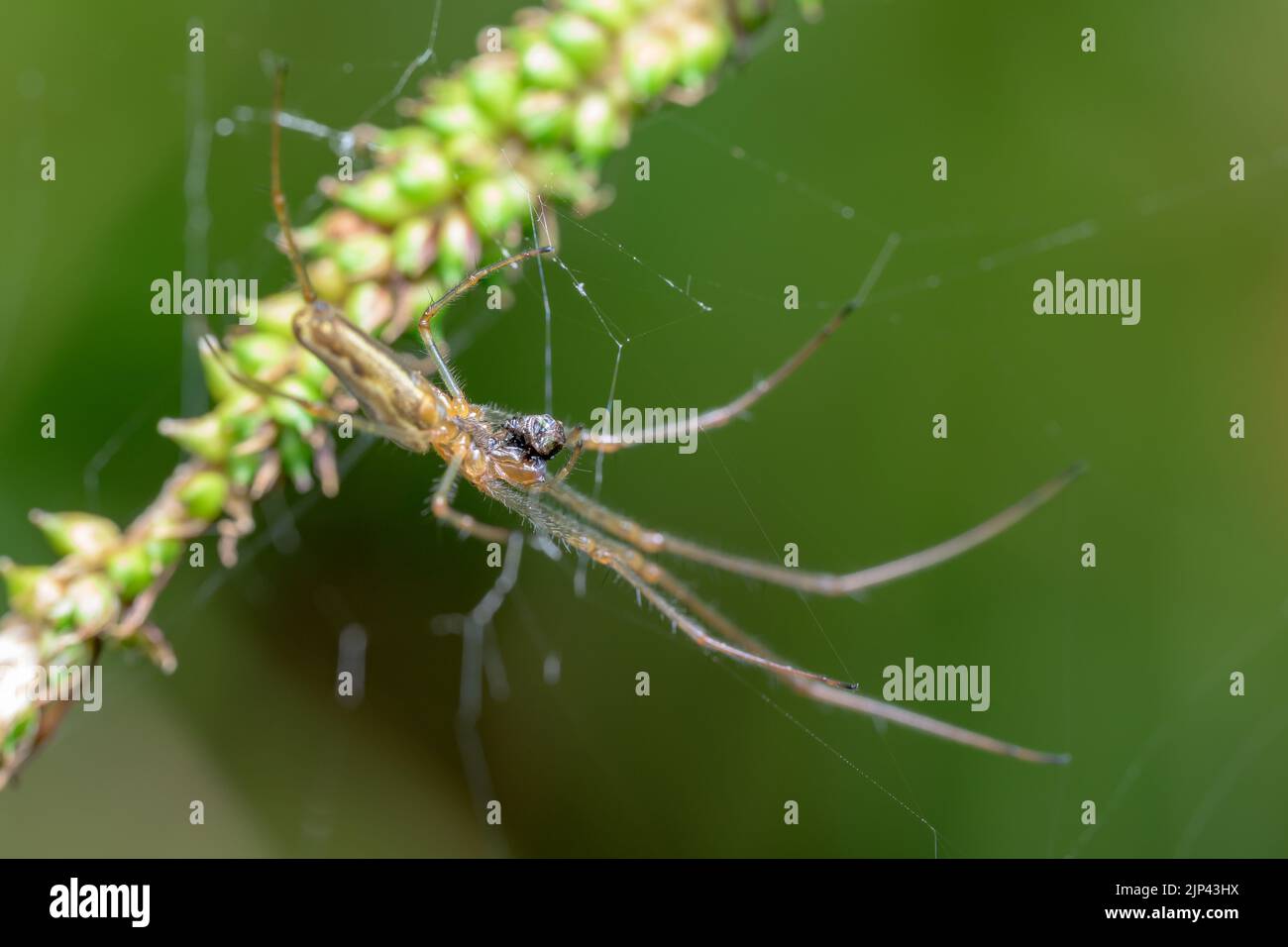 Opiliones species hi-res stock photography and images - Alamy