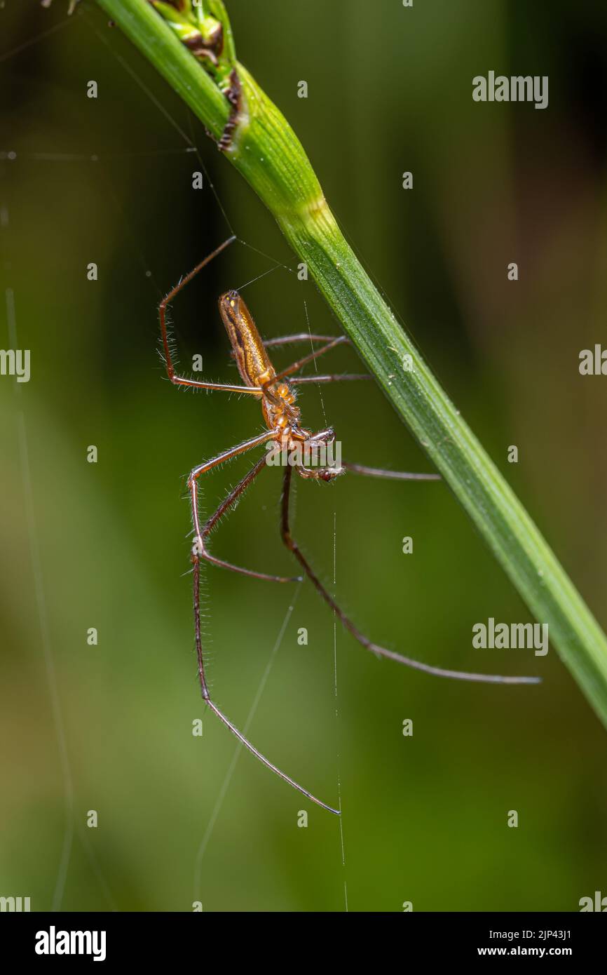 A view of an Opiliones spider knitting cobwebs against a green ...
