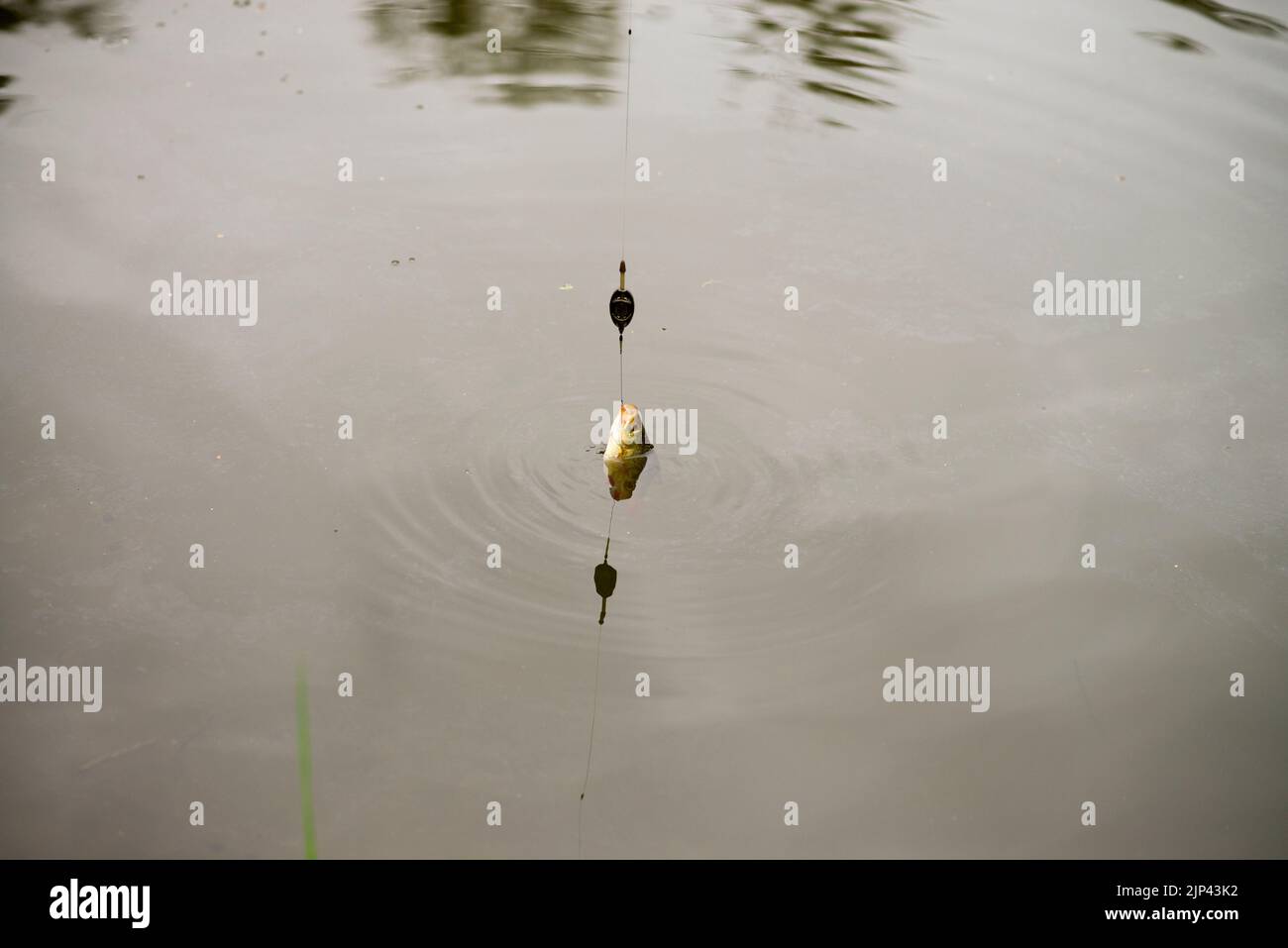 A view of freshly caught freshwater fish still in the water with a hook ...