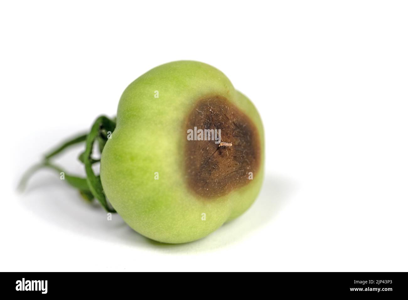 Damage picture of blossom end rot in tomatoes Stock Photo - Alamy