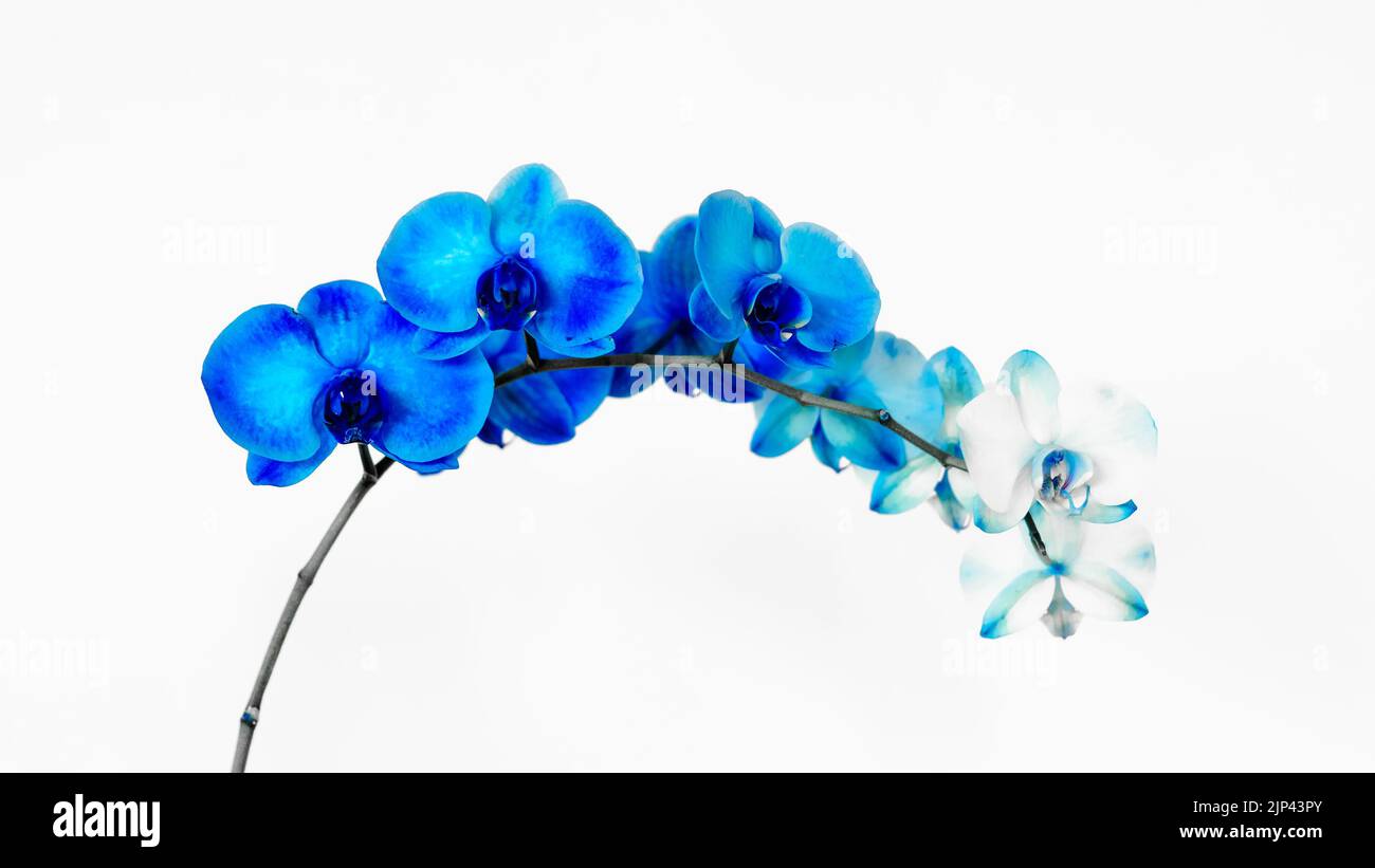 Beautiful blue orchids in bloom Stock Photo - Alamy