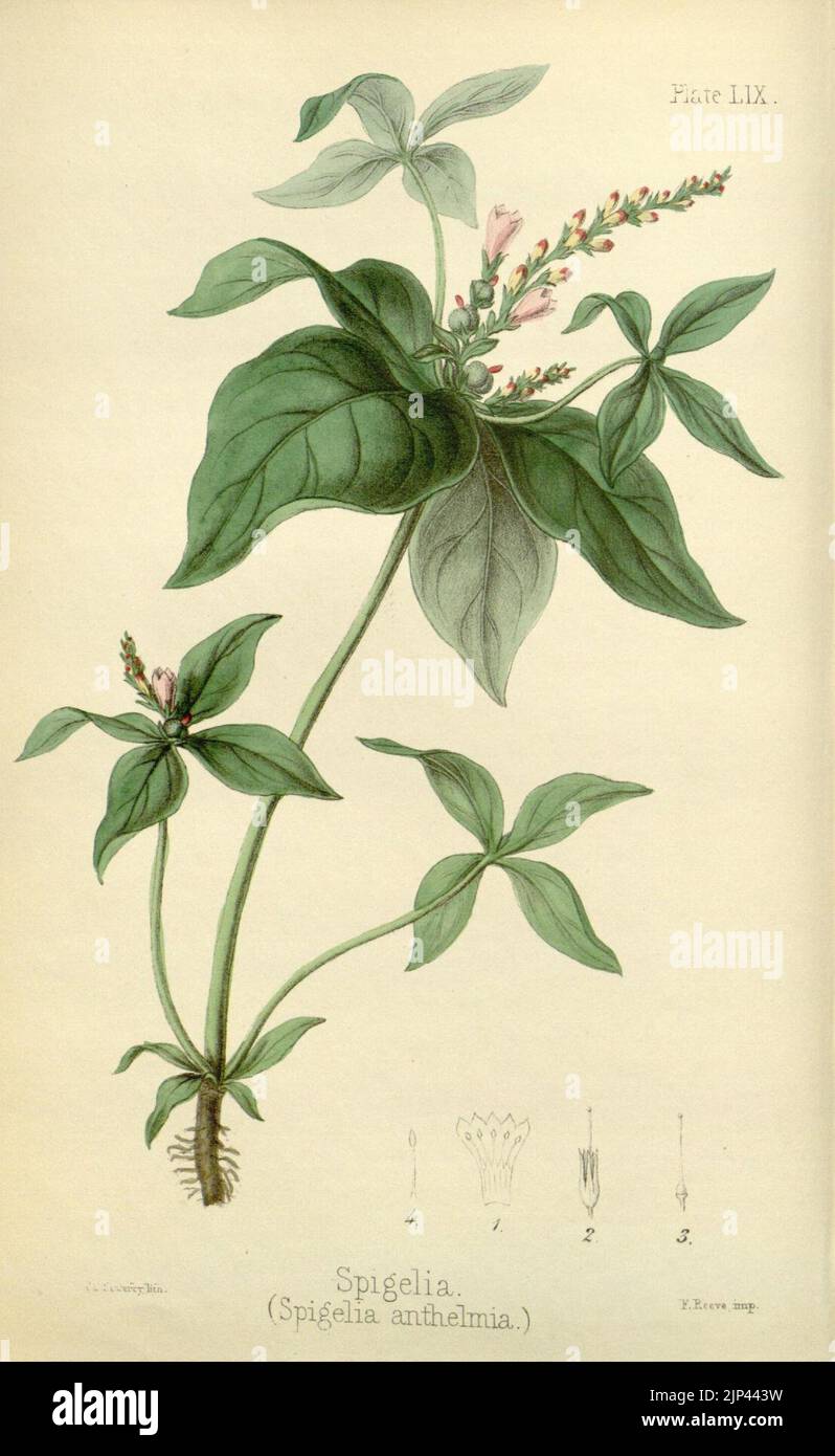 Flora homoeopathica hi-res stock photography and images - Alamy
