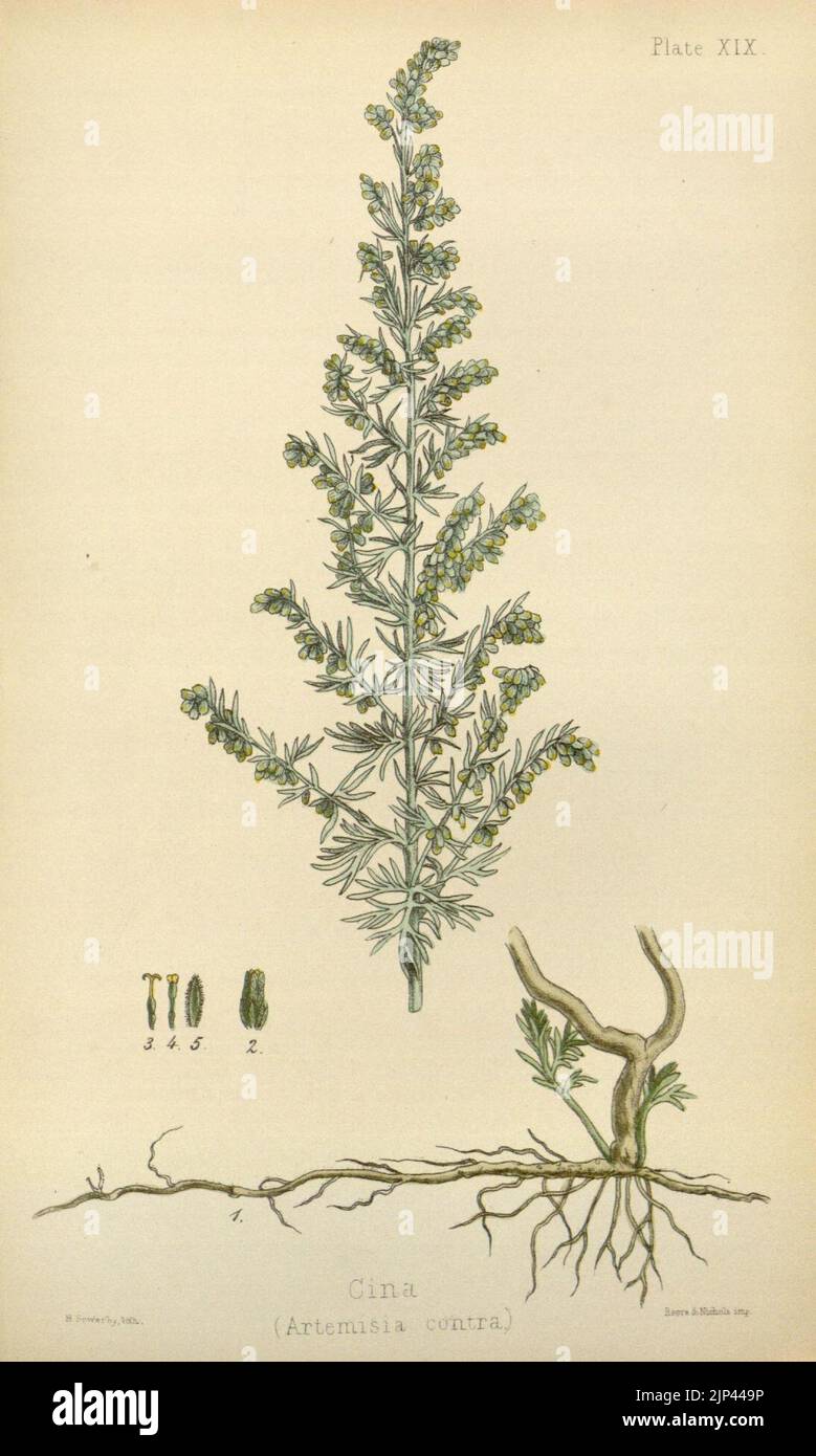 Flora homoeopathica hi-res stock photography and images - Alamy