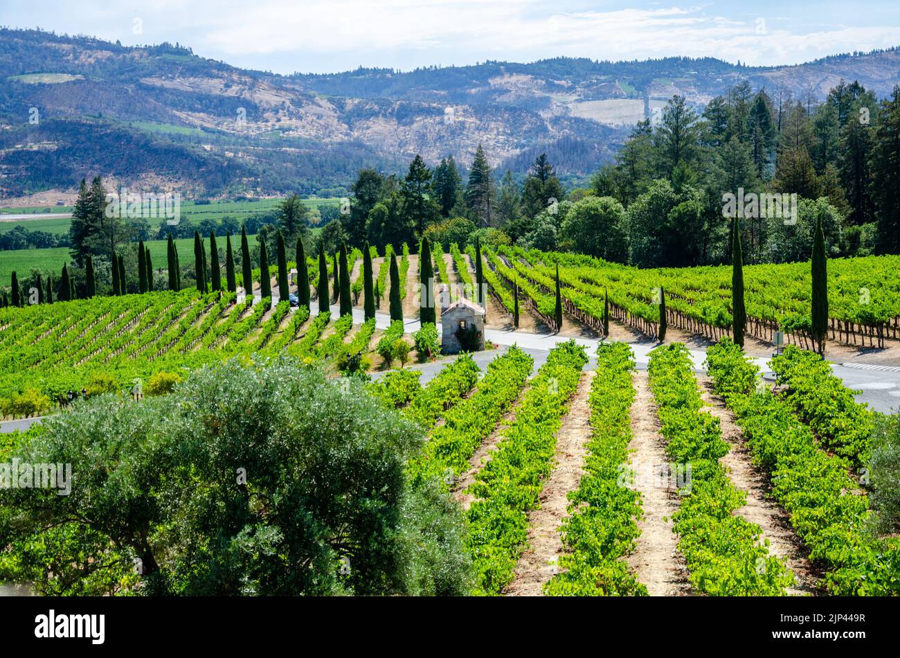 The view across fields of grape vines from the caste at Castello di ...