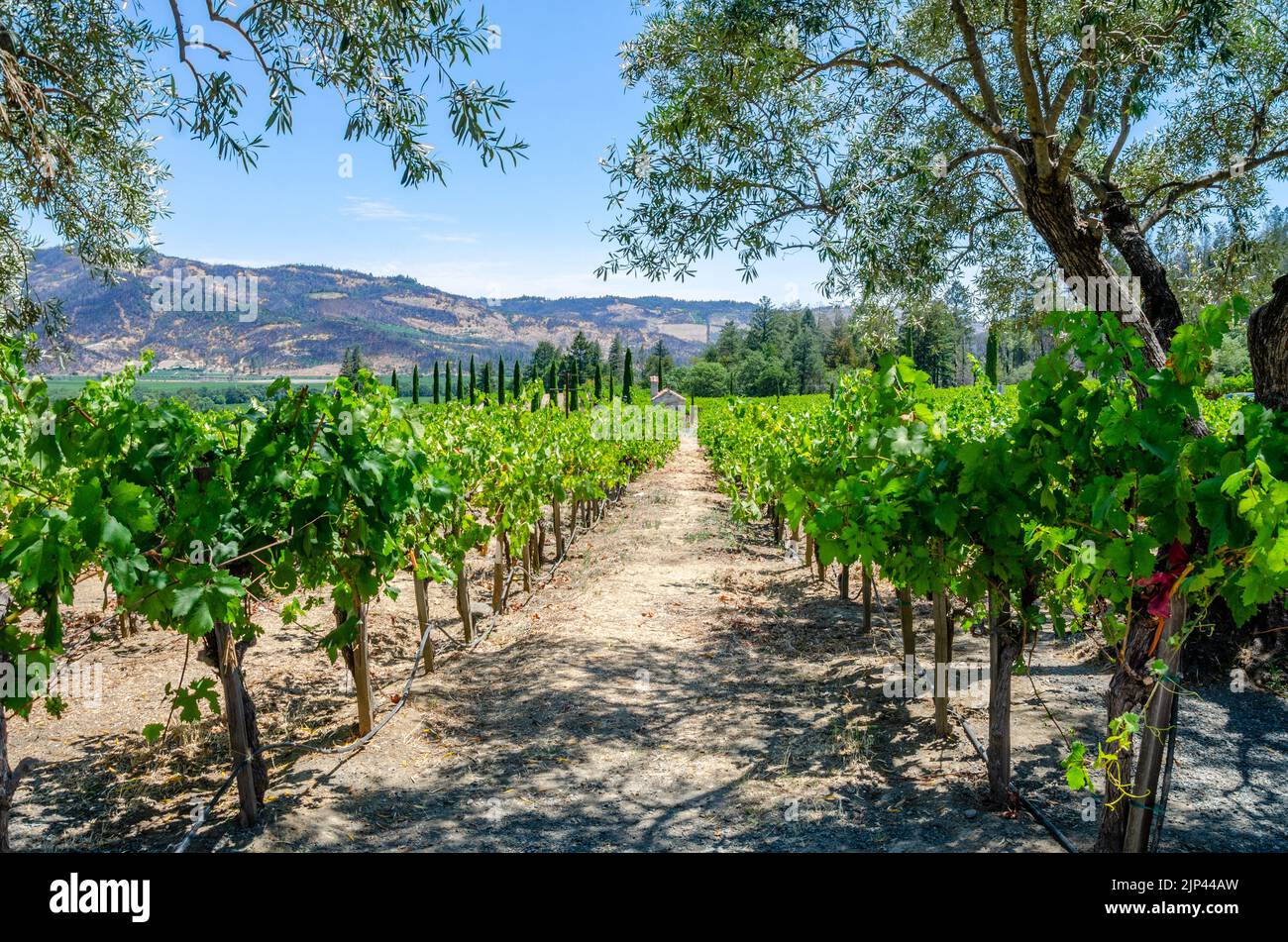 Rows of grape vines growing grapes for wine making in The Napa Valley ...