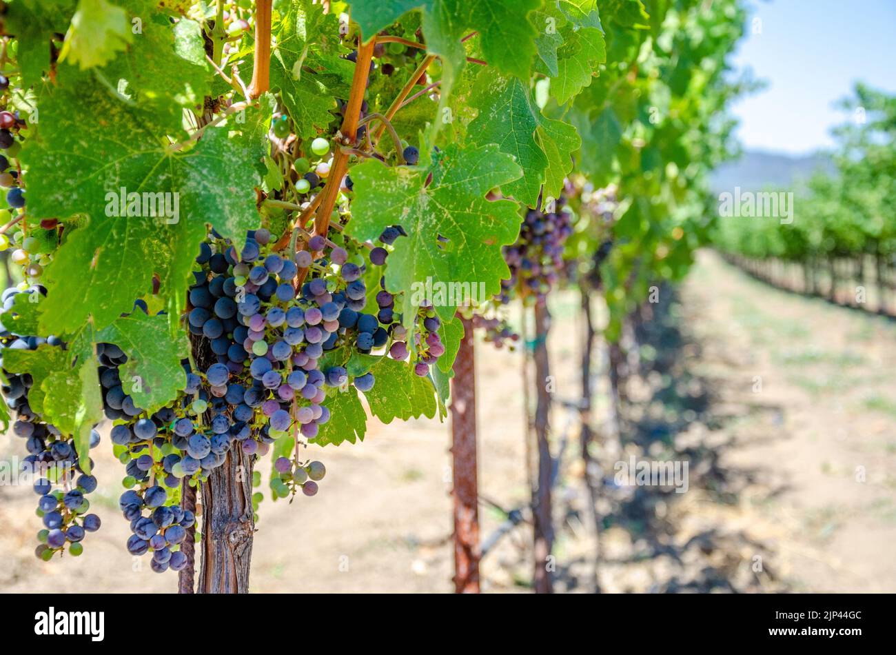 Grapes ripening on vines growing grapes for wine making in The Napa ...