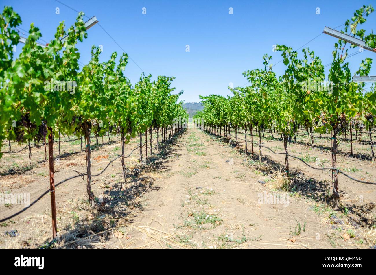 Grapes ripening on vines growing grapes for wine making in The Napa ...