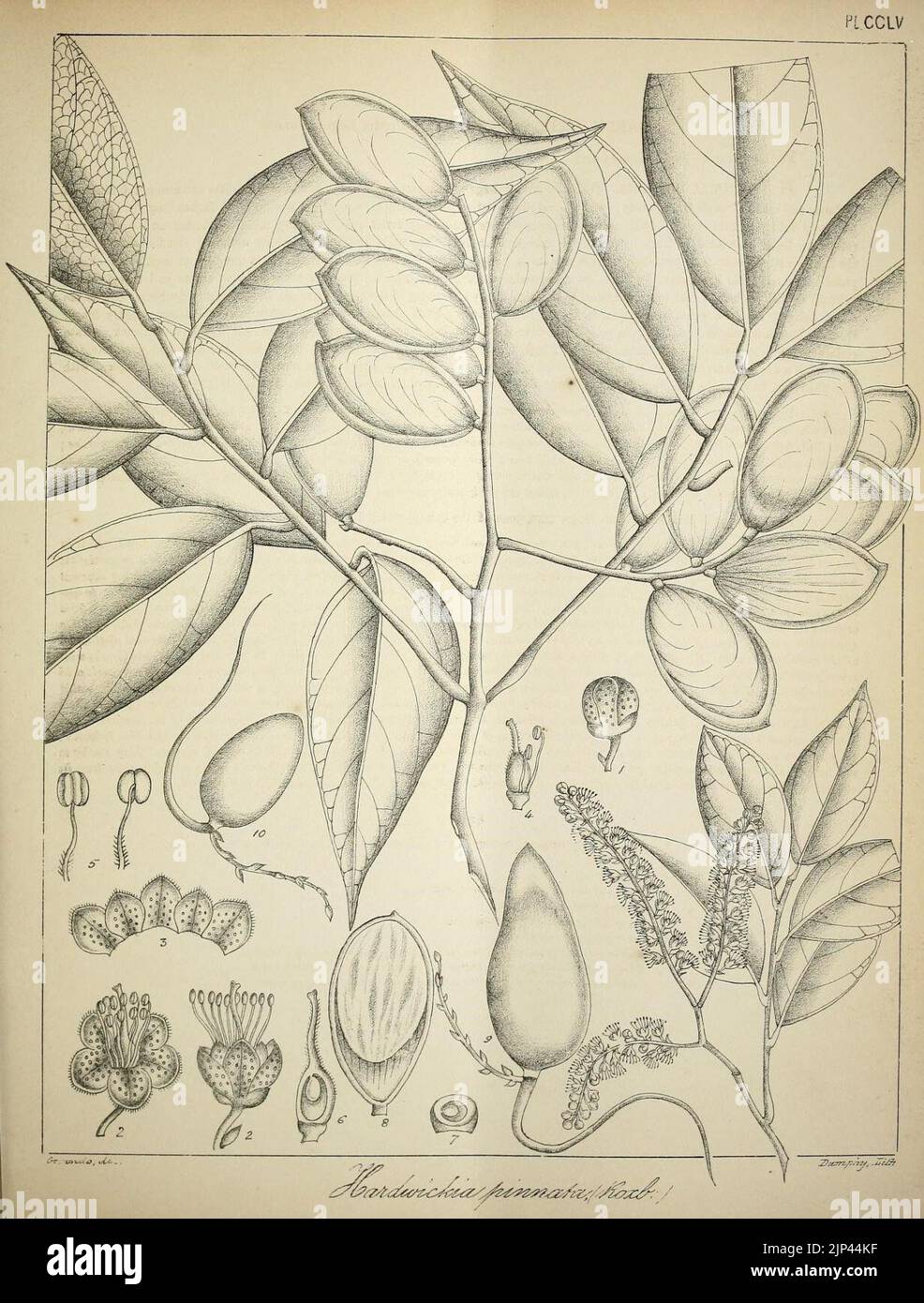 The flora sylvatica for southern India (10157519904 Stock Photo - Alamy