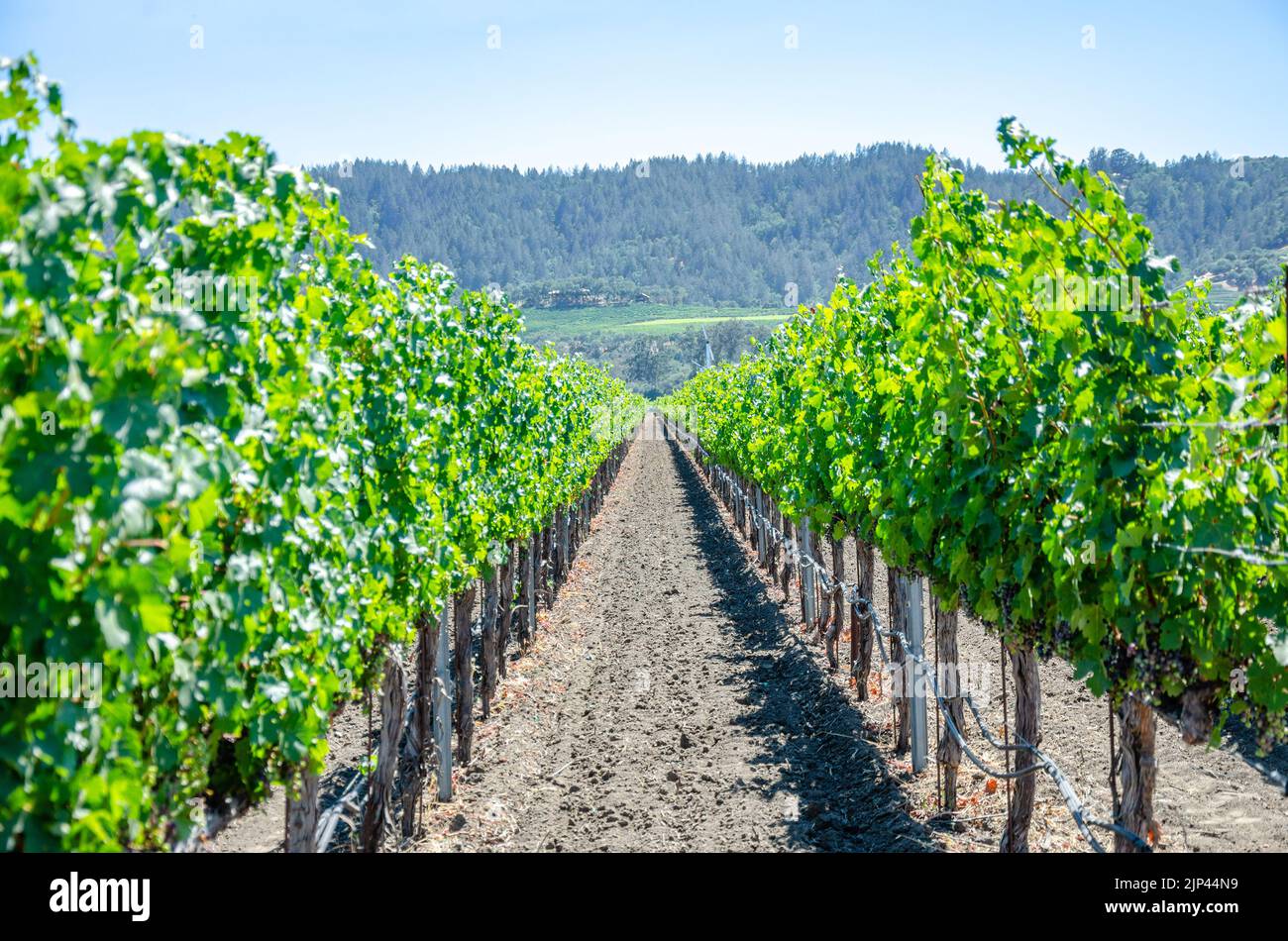Grapes ripening on vines growing grapes for wine making in The Napa ...
