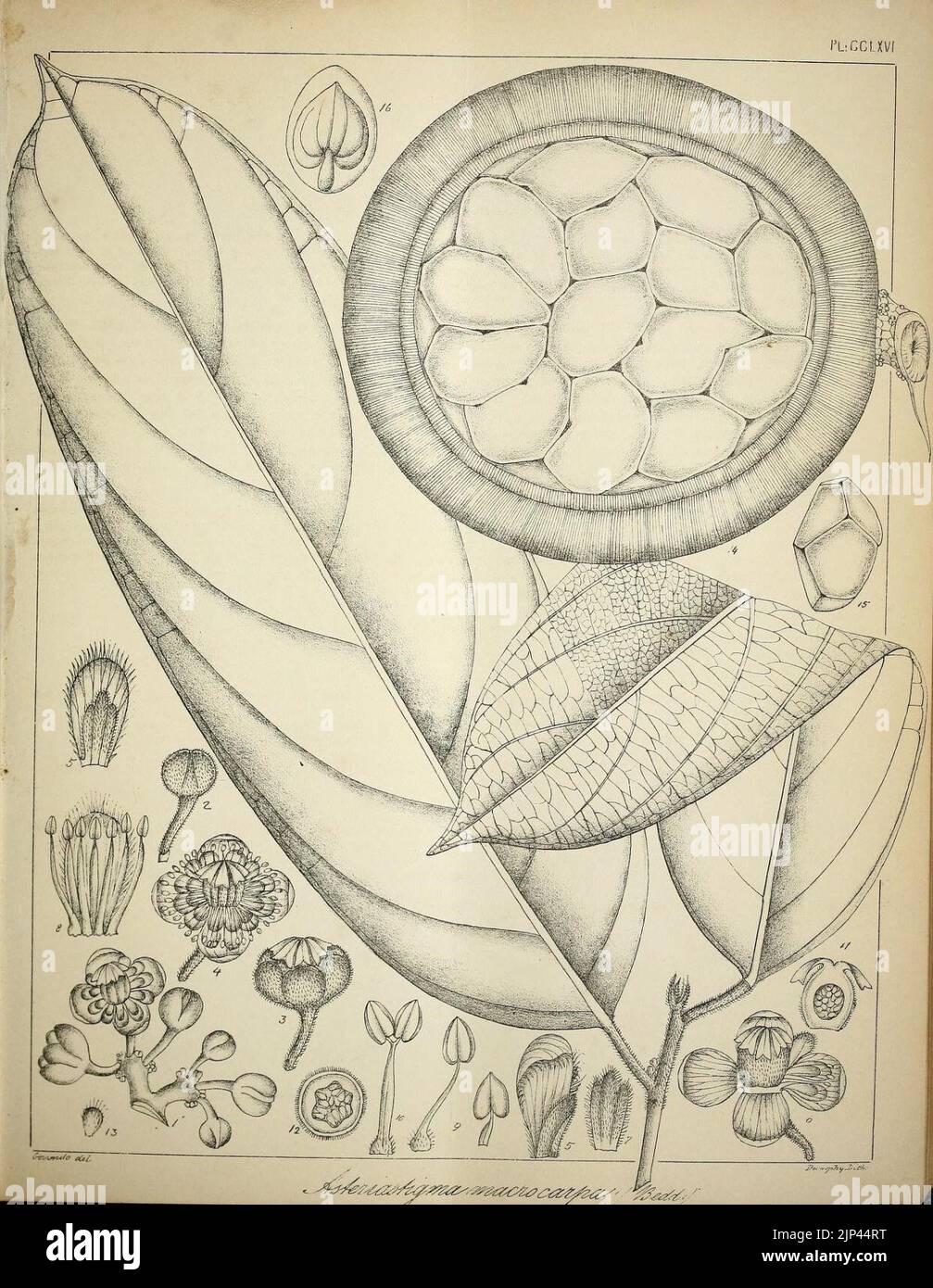 The flora sylvatica for southern India (10158593316 Stock Photo - Alamy