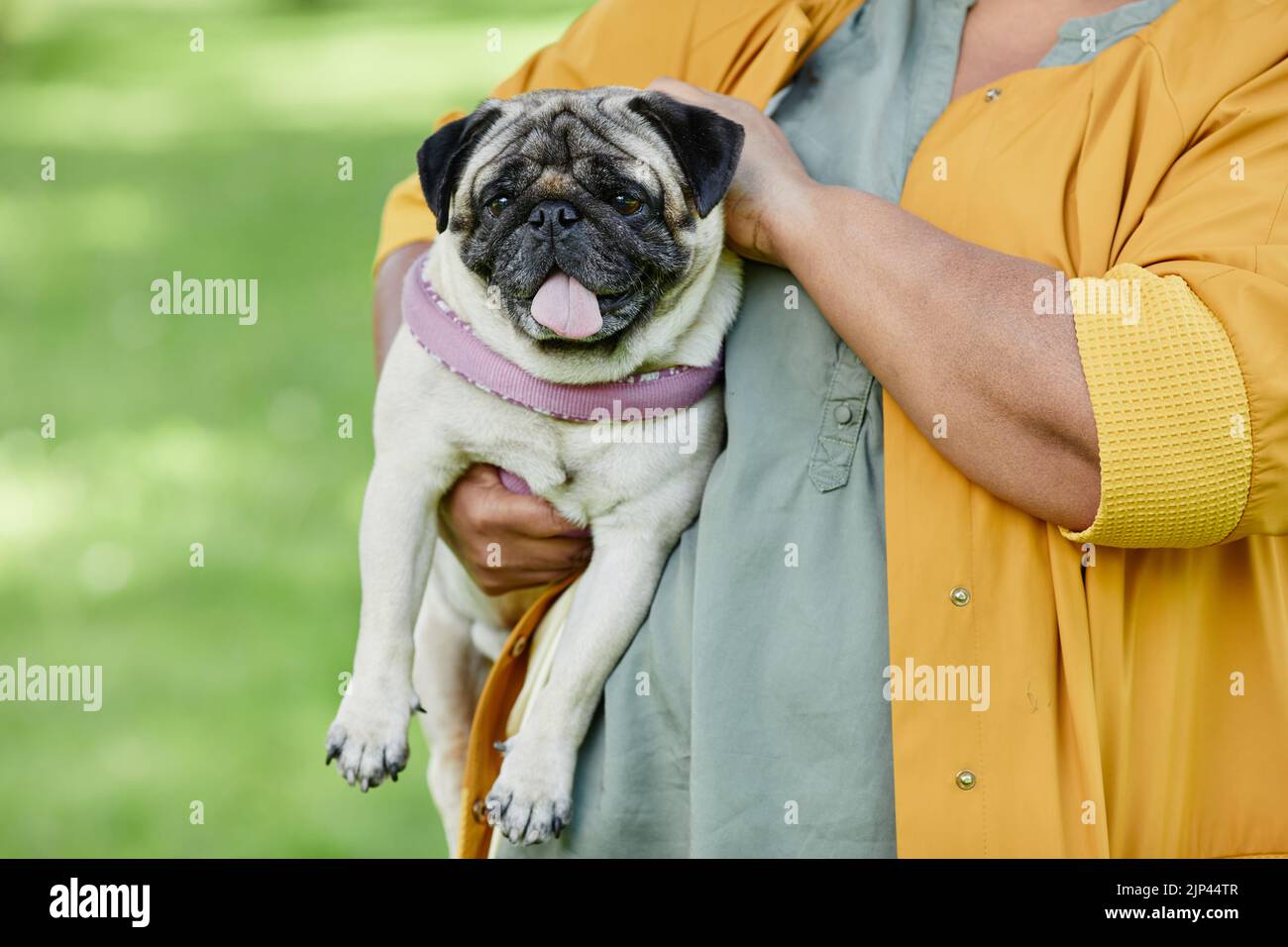 Front view portrait of cute pug dog with tongue out sitting in womans ...