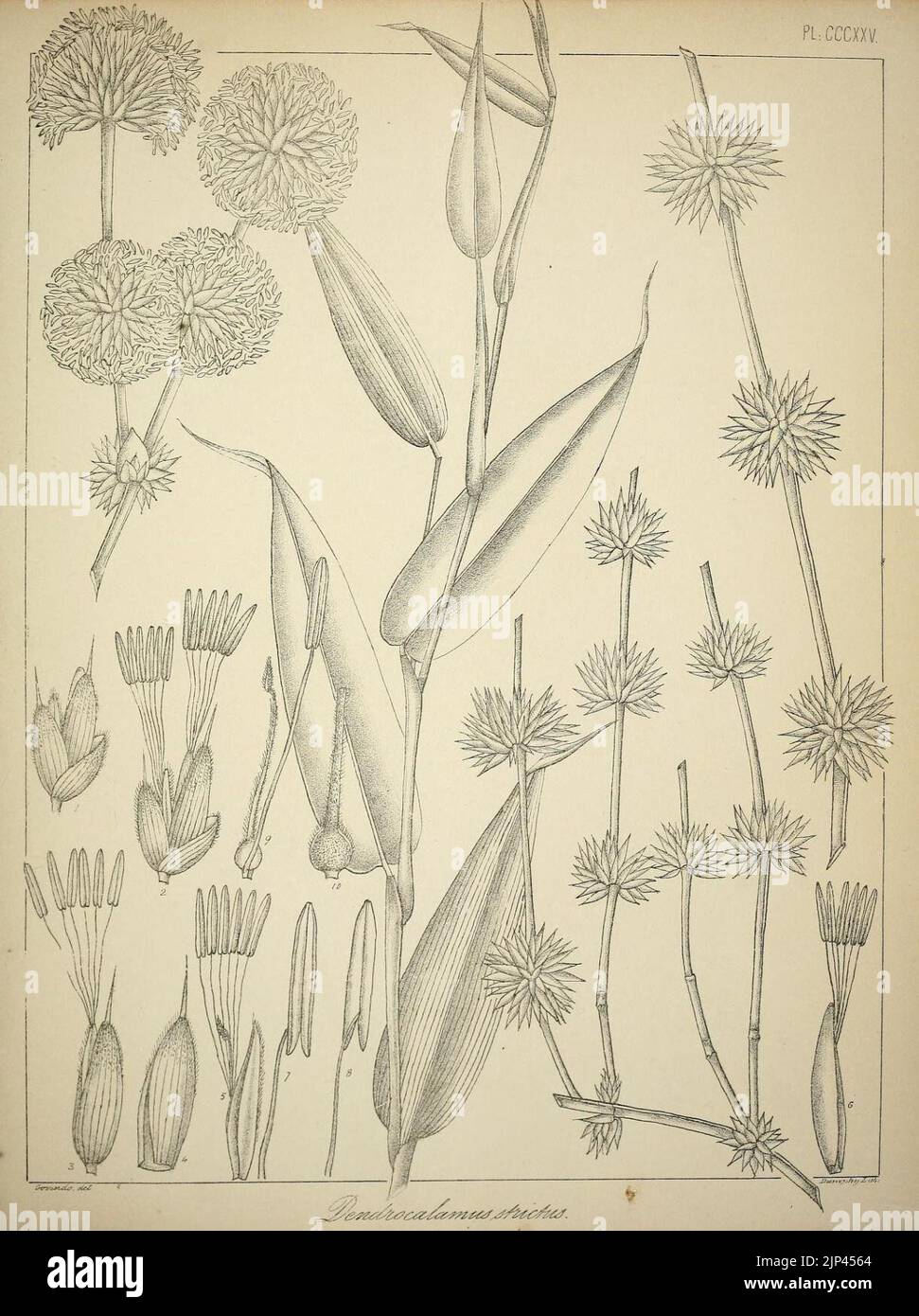The flora sylvatica for southern India (10158888513 Stock Photo - Alamy