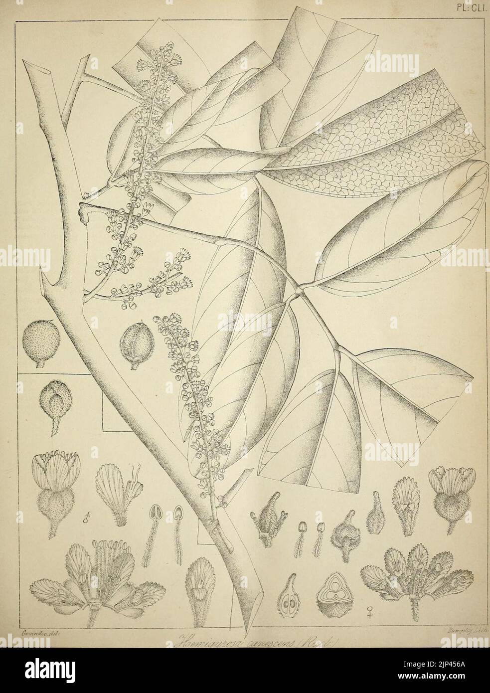 The flora sylvatica for southern India (Pl. CLI) (6820698898 Stock ...