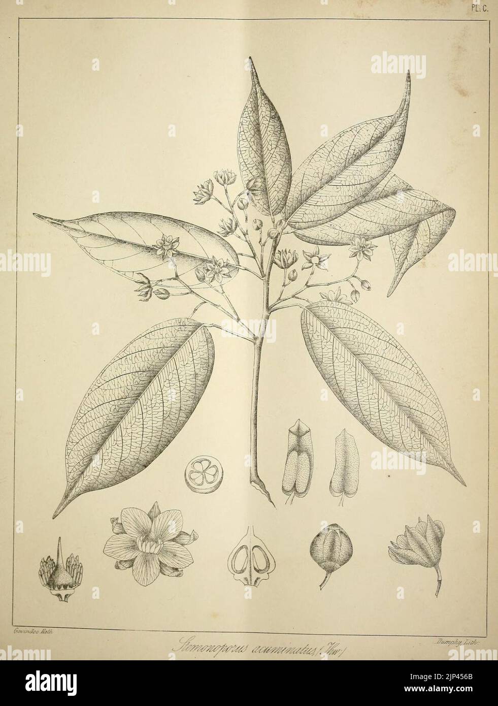 The flora sylvatica for southern India (Pl. C) (6820681344 Stock Photo ...