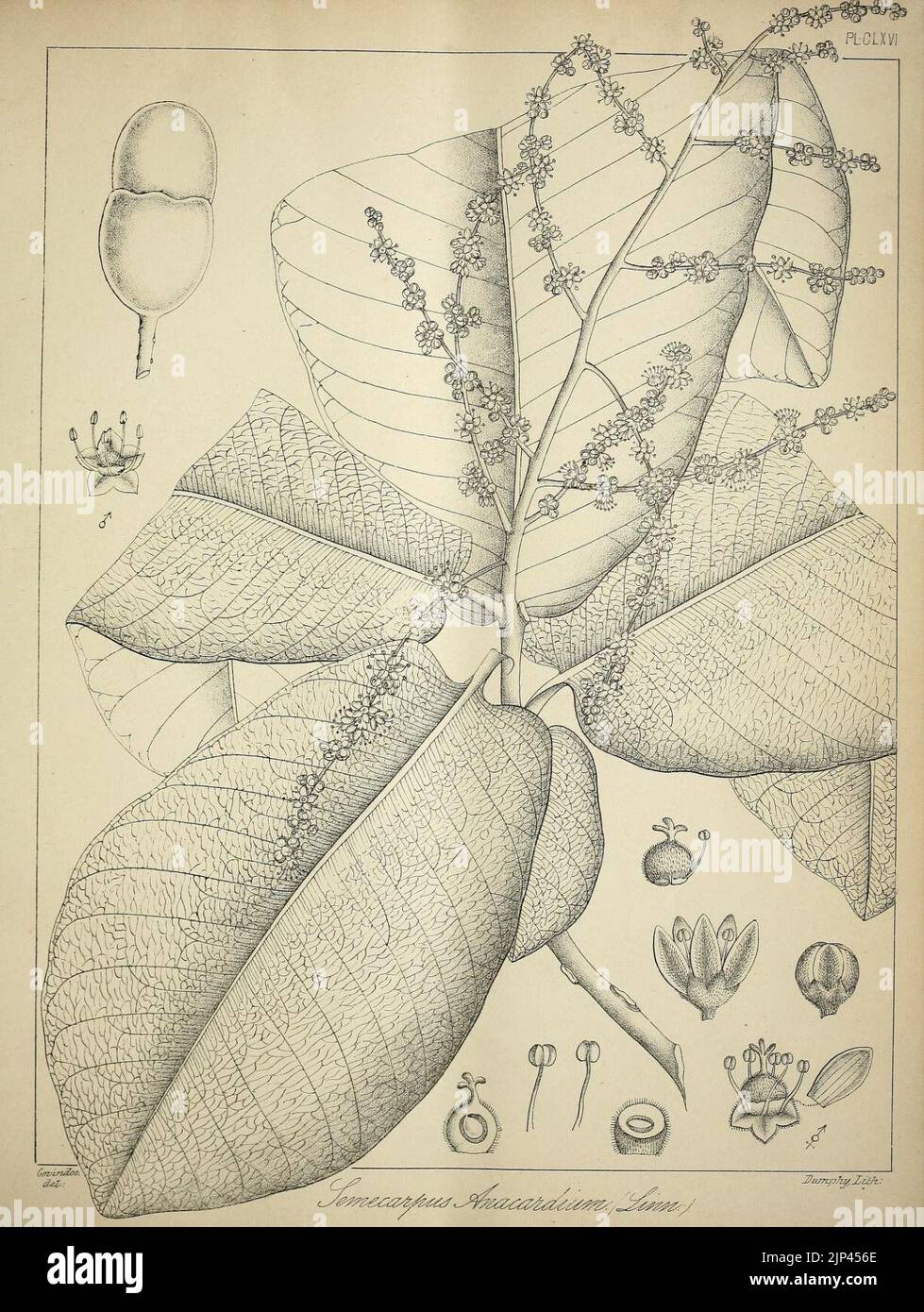 The flora sylvatica for southern India (Pl. CLXVI) (6820704028 Stock ...