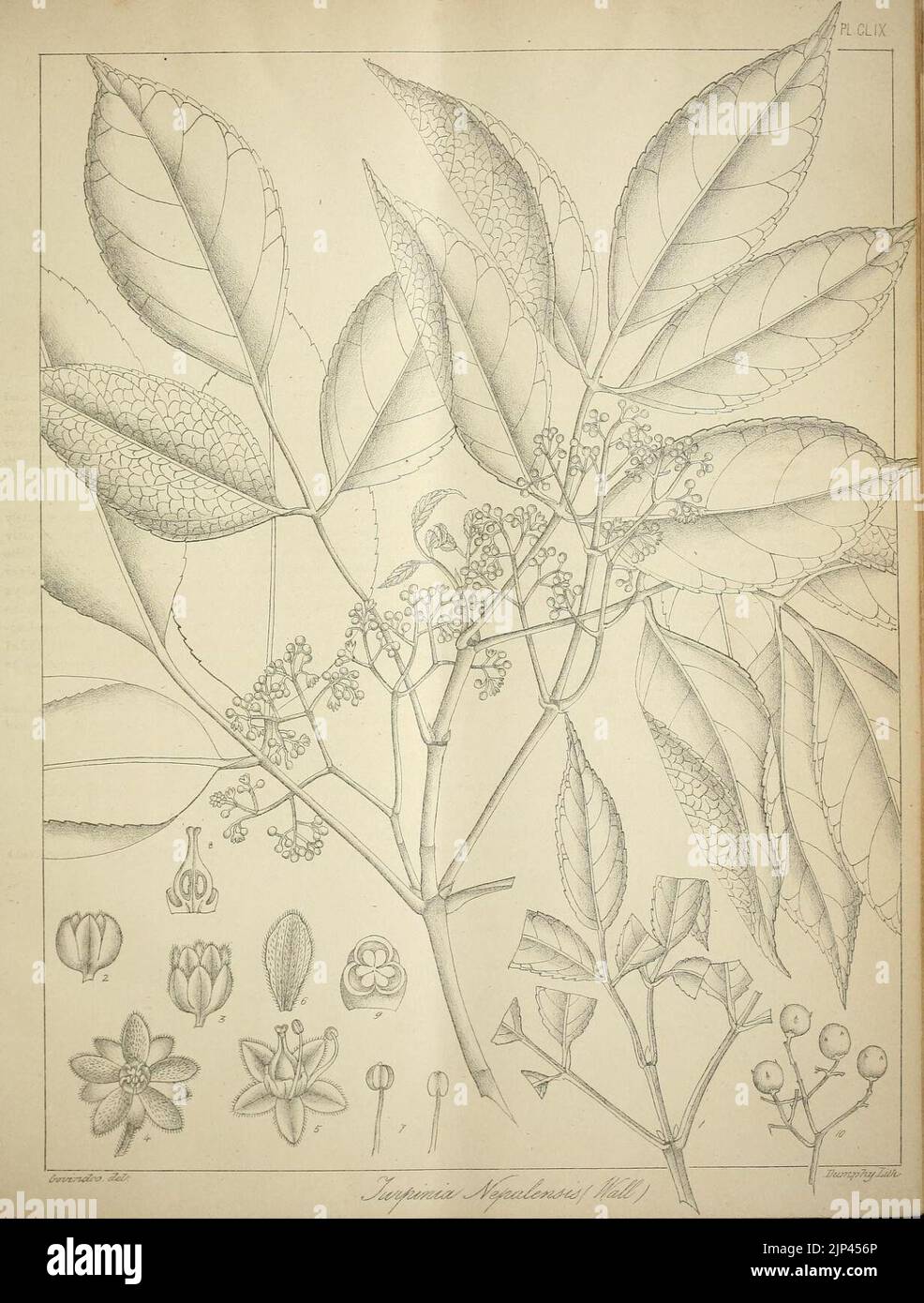 The flora sylvatica for southern India (Pl. CLIX) (6820701654 Stock Photo - Alamy