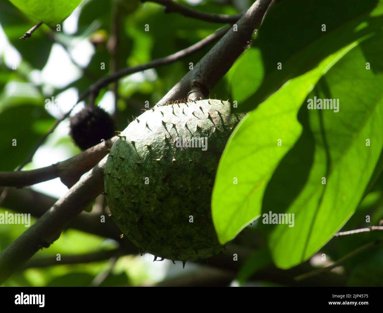 Closeup shot soursop fruit hi-res stock photography and images - Alamy