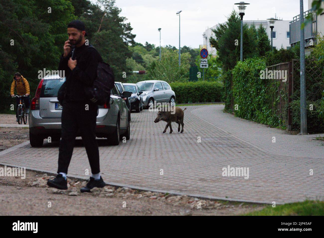 A wild bore walking and searching for food Stock Photo - Alamy