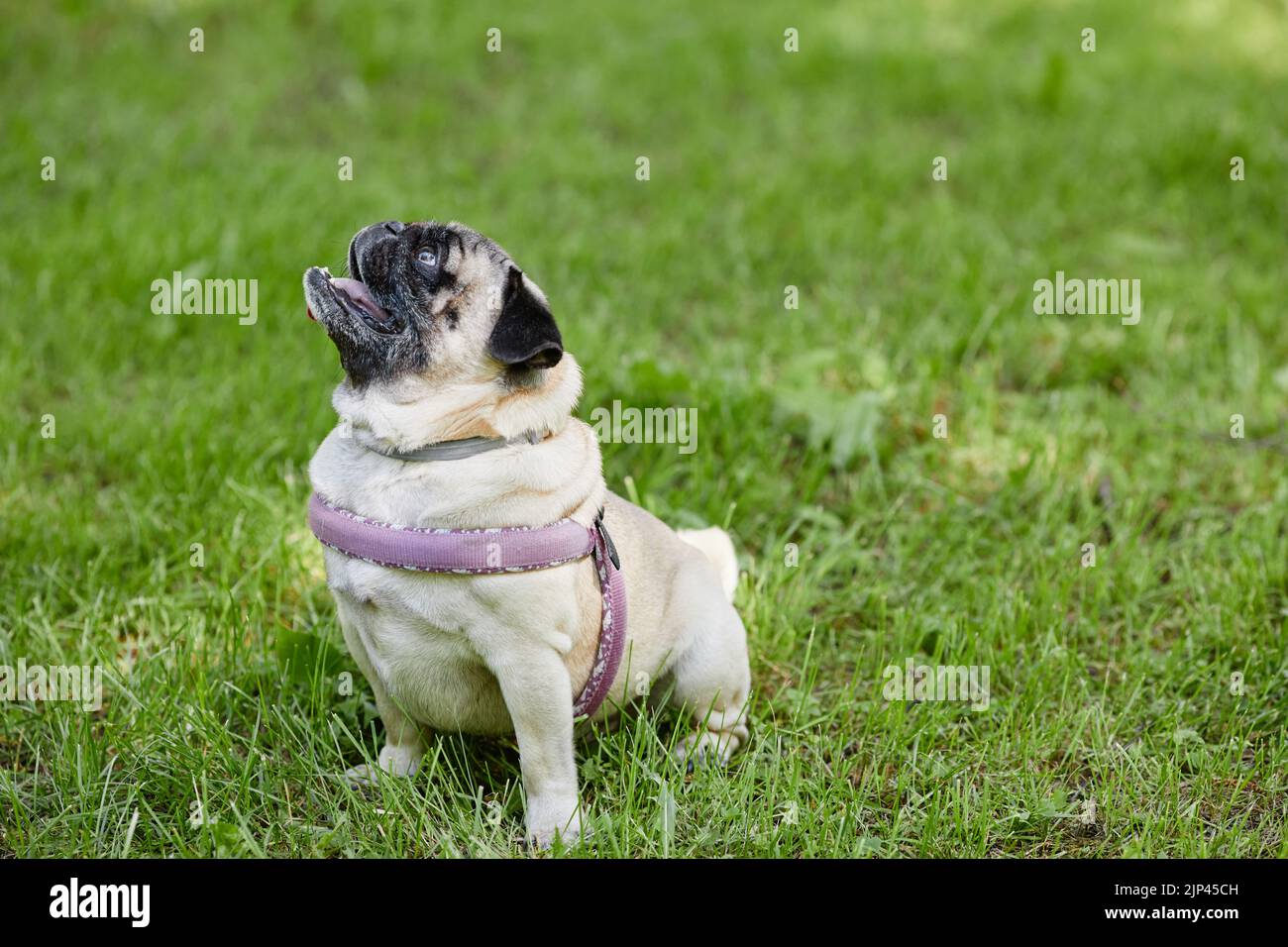 Side view full length portrait of cute pug dog sitting on green grass ...