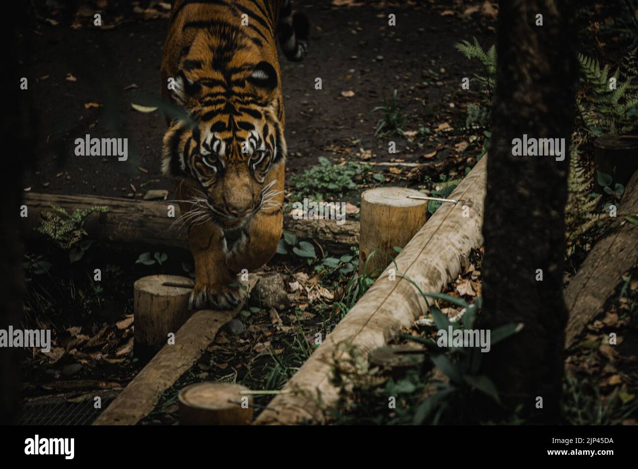 A Sumatran tiger roaming through wooden logs and stumps in the forest ...