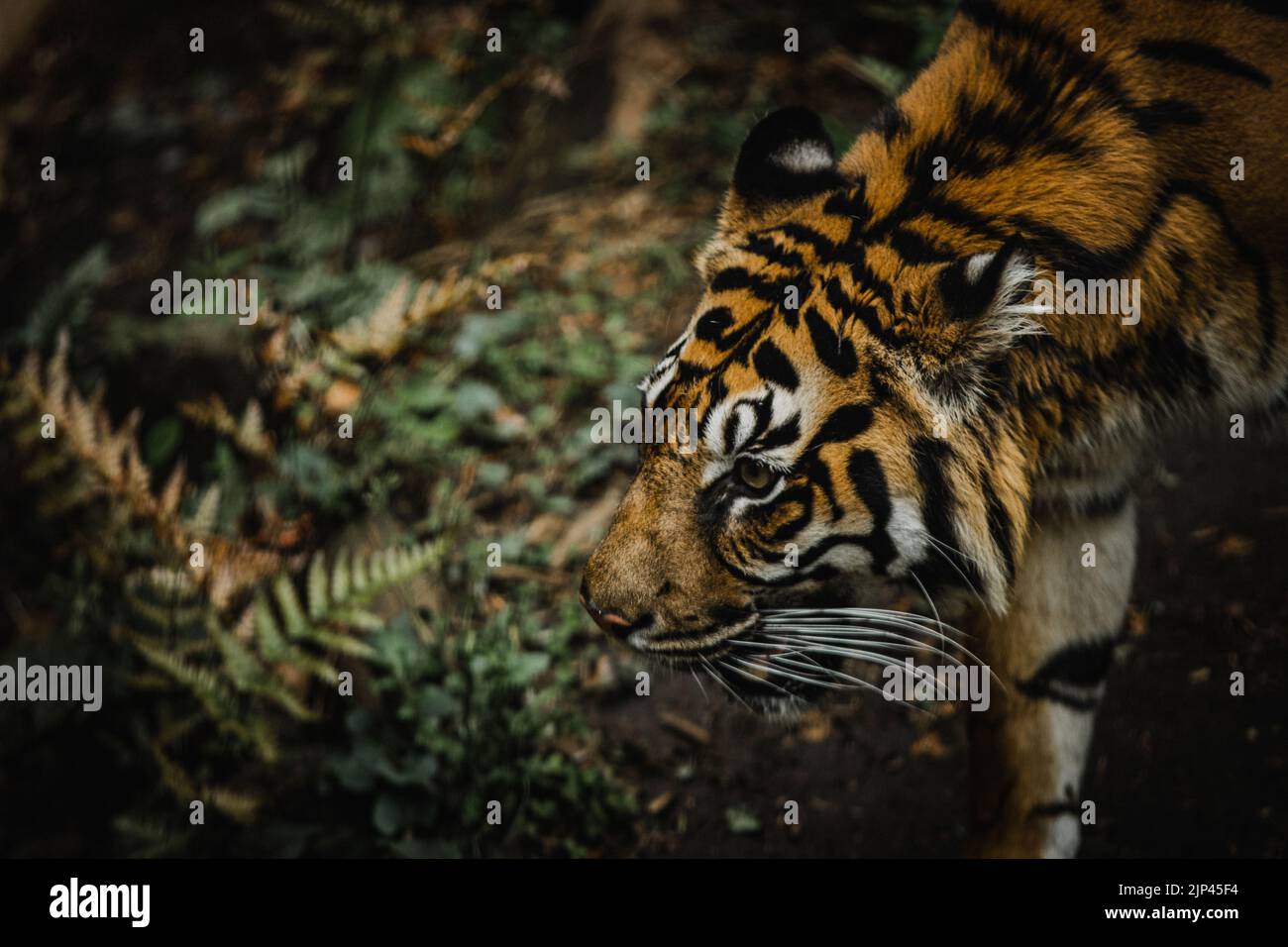 Roaming tiger hi-res stock photography and images - Alamy