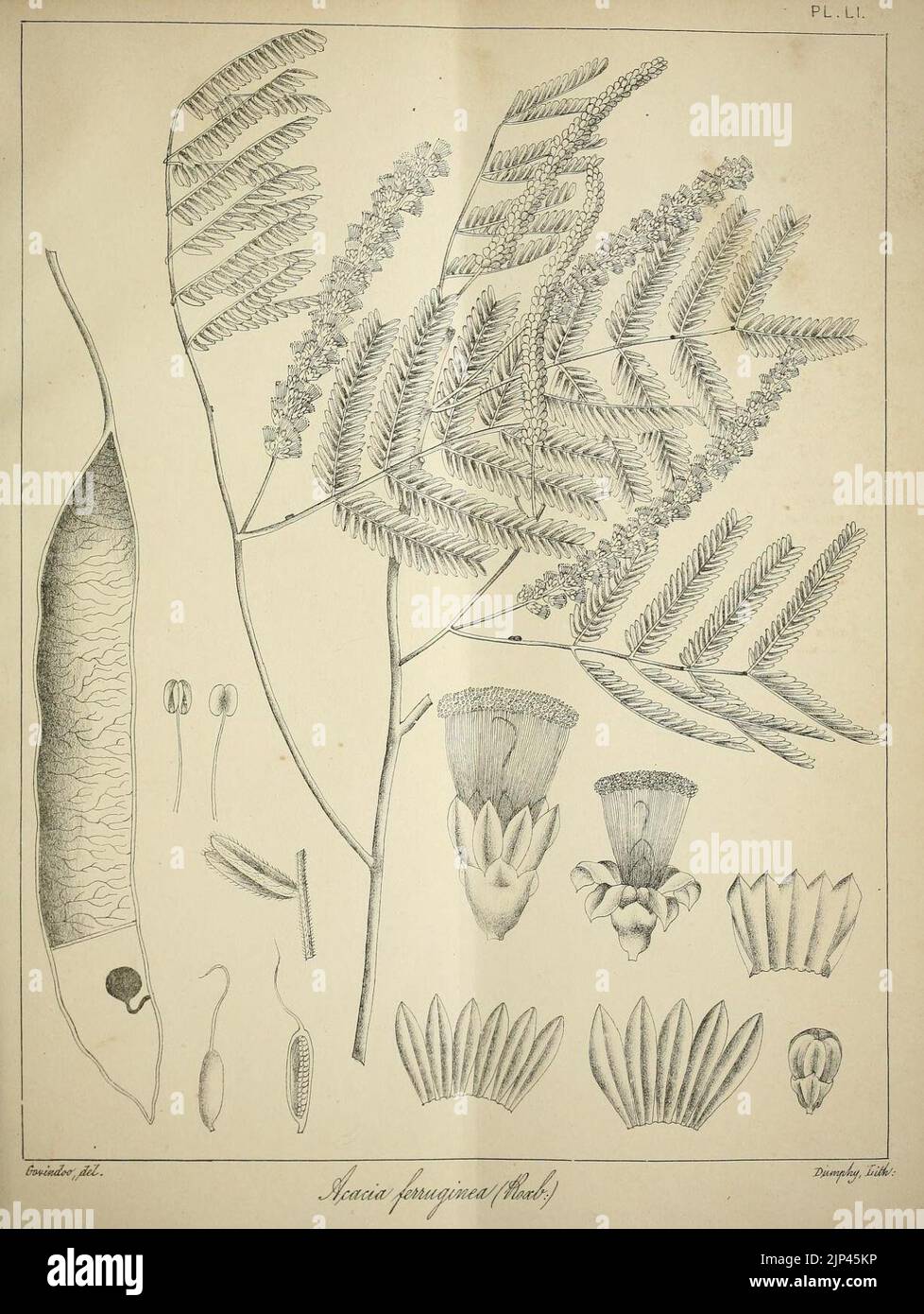 The flora sylvatica for southern India (Pl. LI) (6820662904 Stock Photo ...