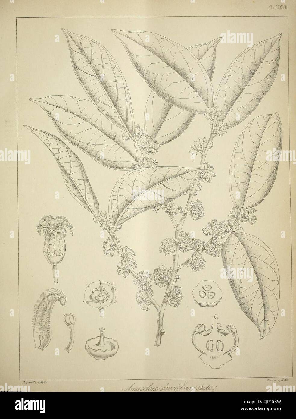 The flora sylvatica for southern India (Pl. CXXXVIII) (6820694602 Stock ...
