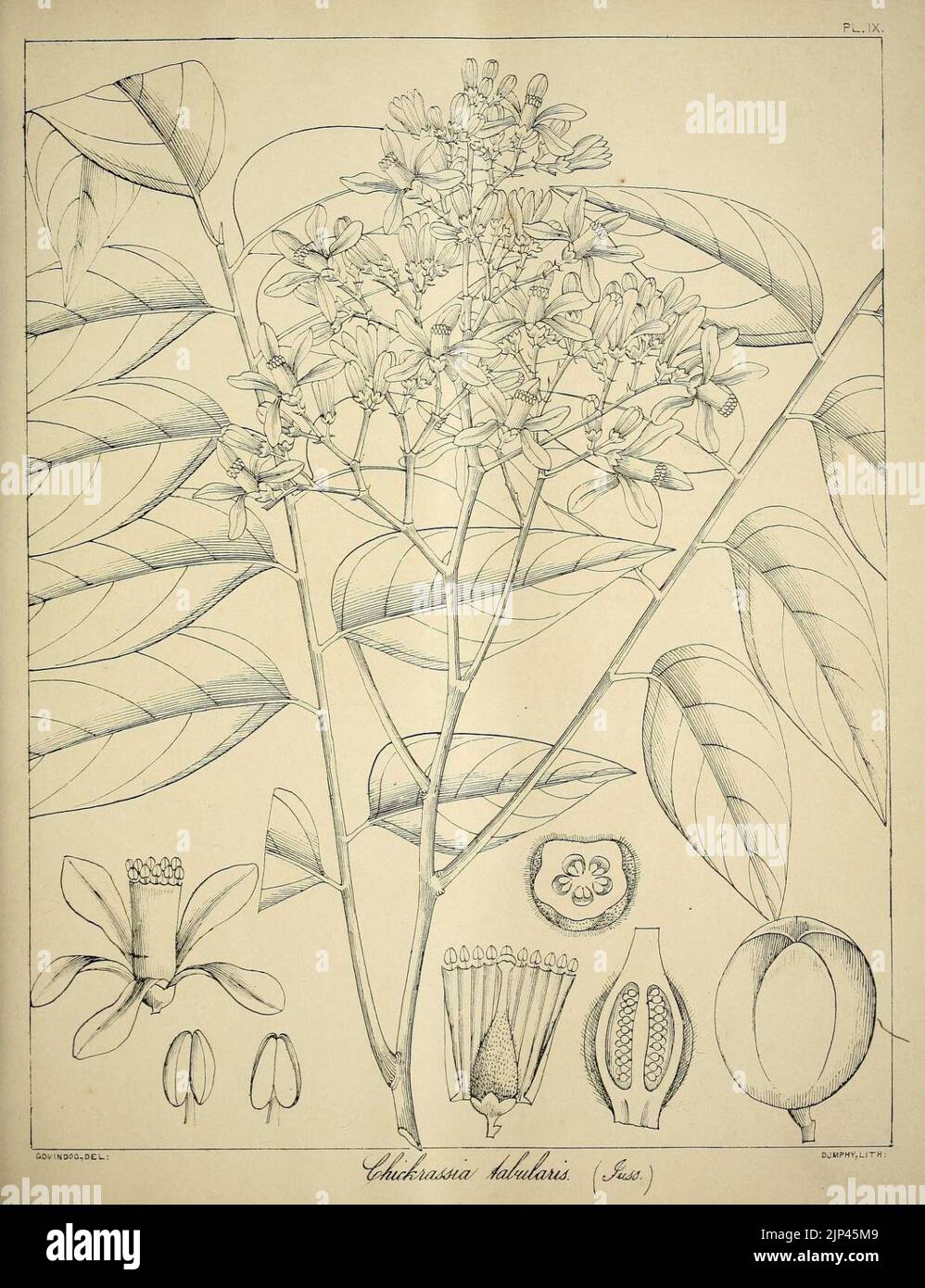 The flora sylvatica for southern India (Pl. IX) (6820649172 Stock Photo ...