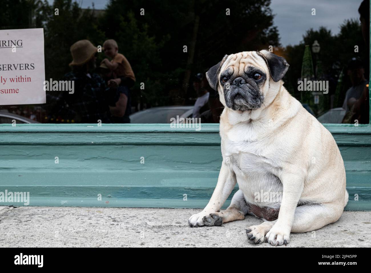 Pug on a pose Stock Photo - Alamy
