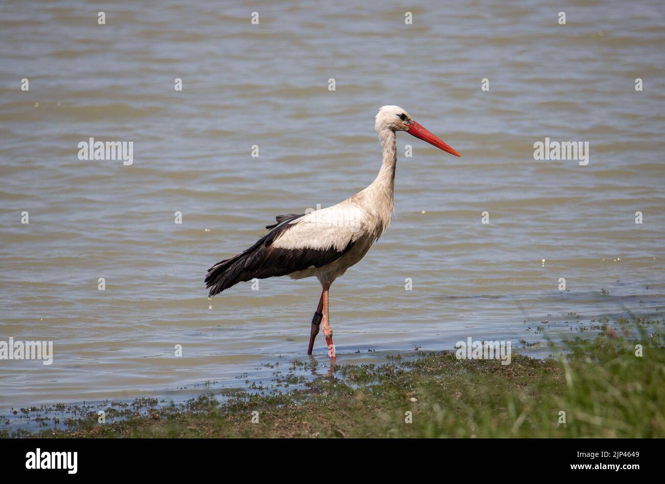 a close-up of the profile of a white stork on the shore, wild, nature ...