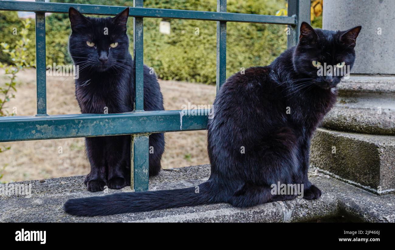 Two cute cats pose outdoors in the London summer sun and heat Stock ...