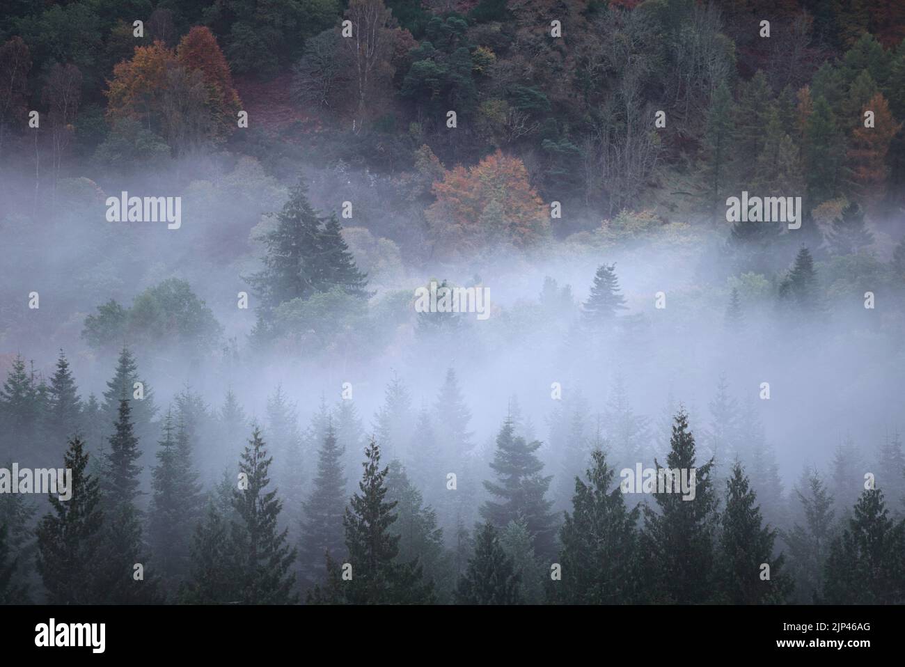 A dense inversion layer of mist flowing around trees in Strathtay near ...