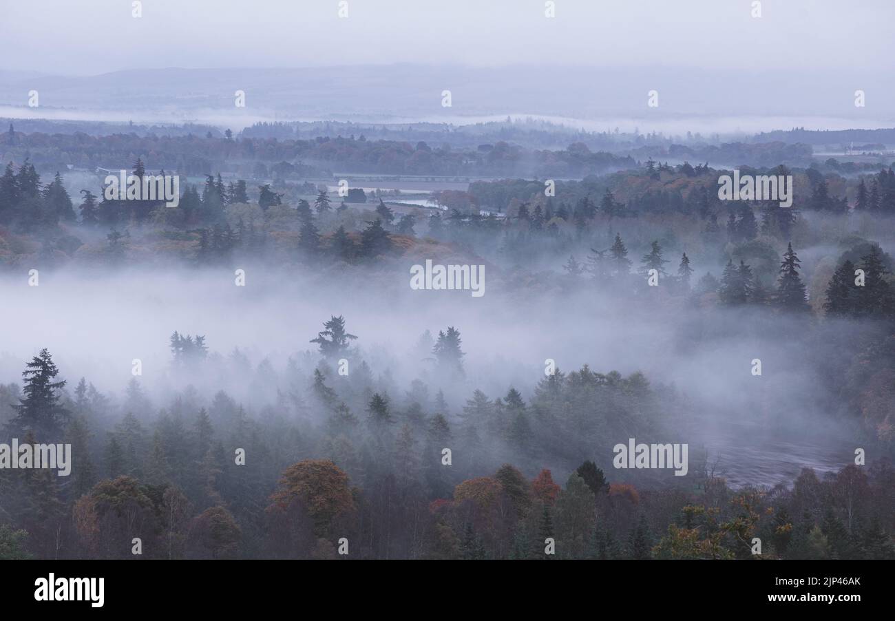 A dense inversion layer of mist flowing around trees in Strathtay near ...