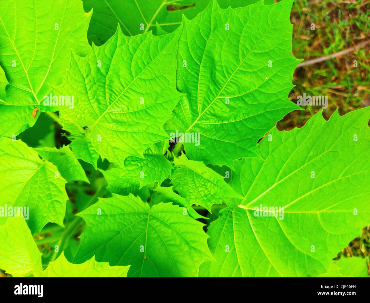 A White teak is a productive wood-producing plant. White teak comes ...
