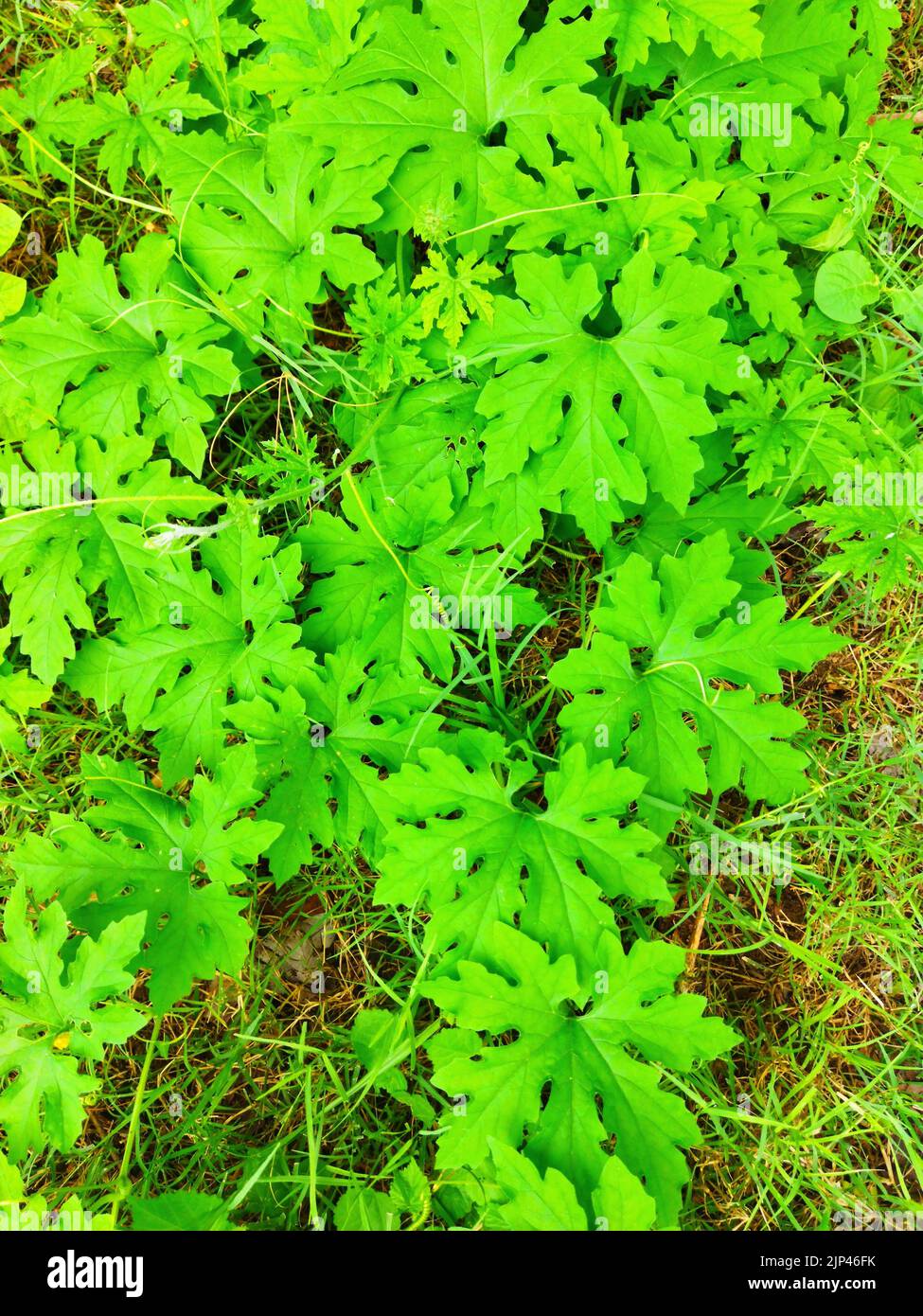 ANeutral abstract floral background of beautiful geranium leaves of ...