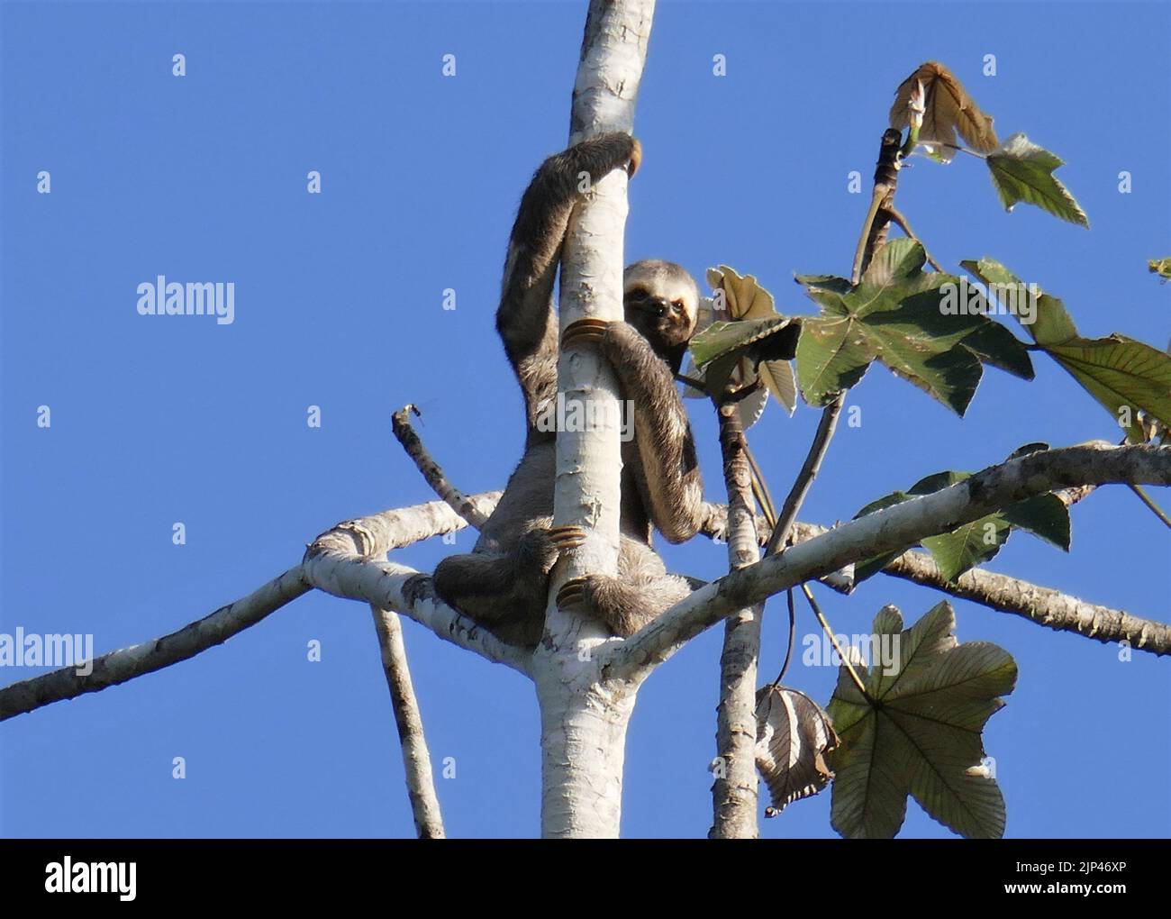 Sloth amazon rainforest hi-res stock photography and images - Alamy