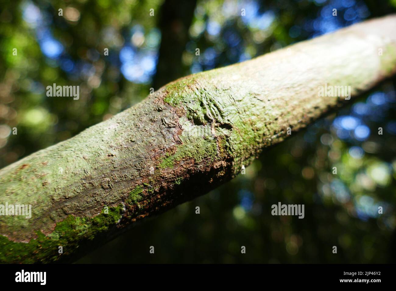 A branch or twig in the Amazon rainforest Stock Photo - Alamy
