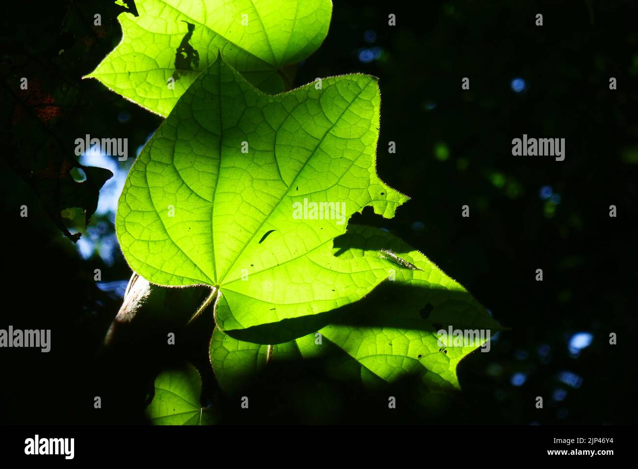 A leaf in the Amazon rainforest Stock Photo - Alamy
