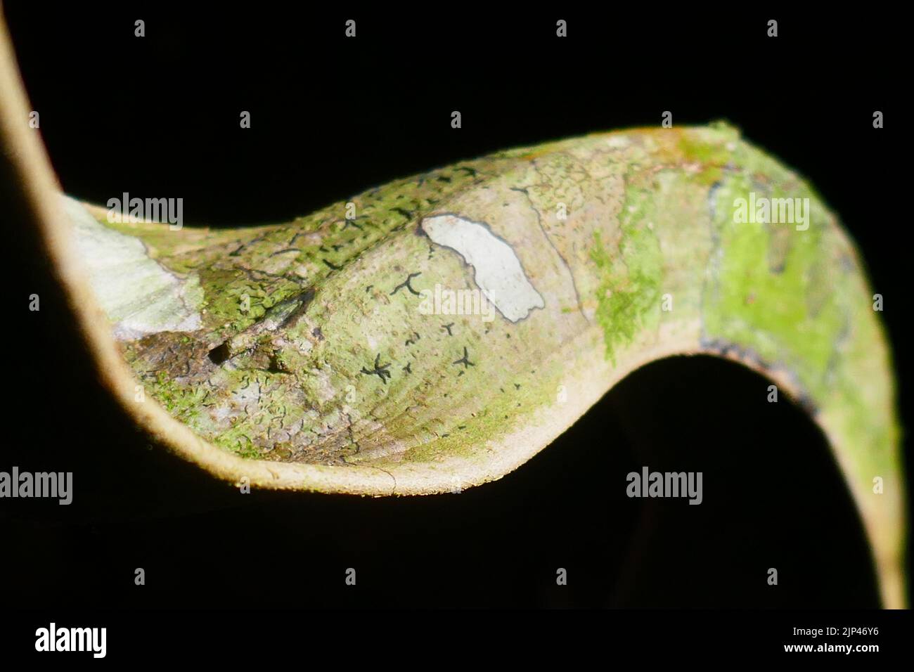 A leaf in the Amazon rainforest Stock Photo - Alamy