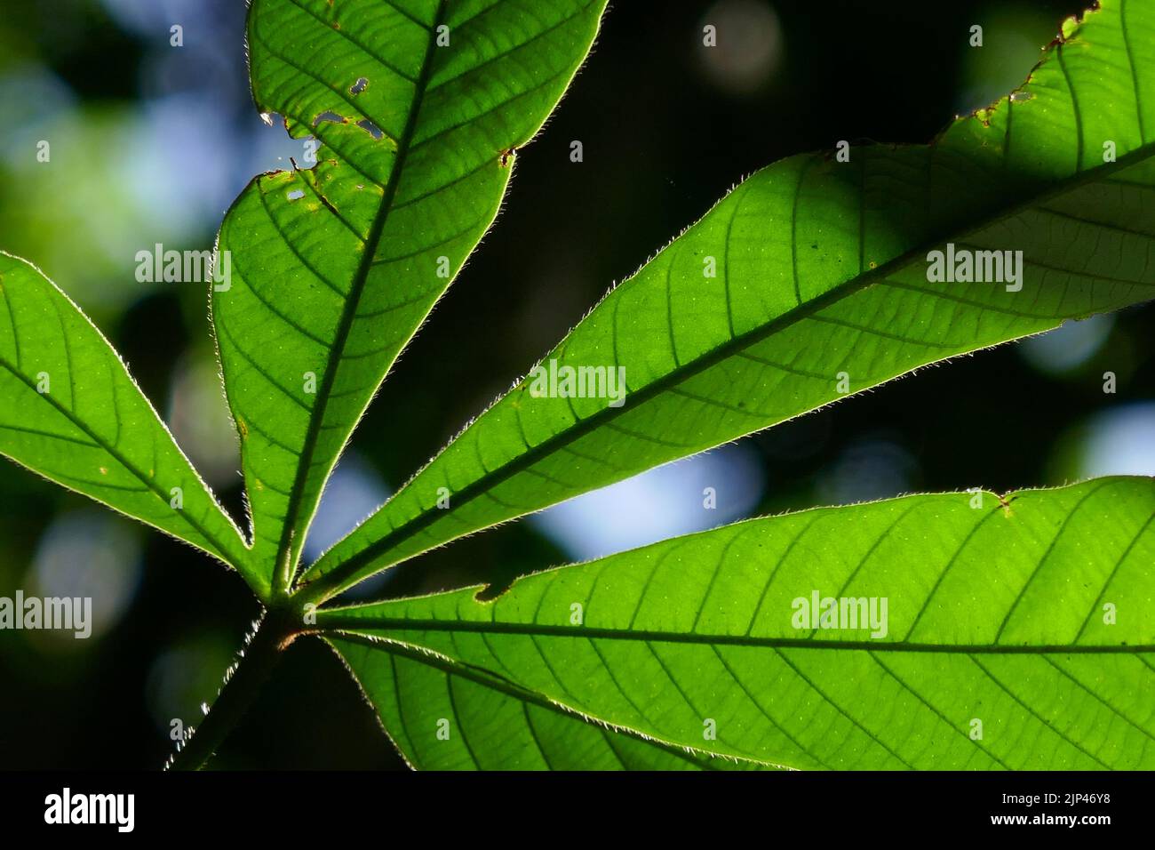 A leaf in the Amazon rainforest Stock Photo - Alamy