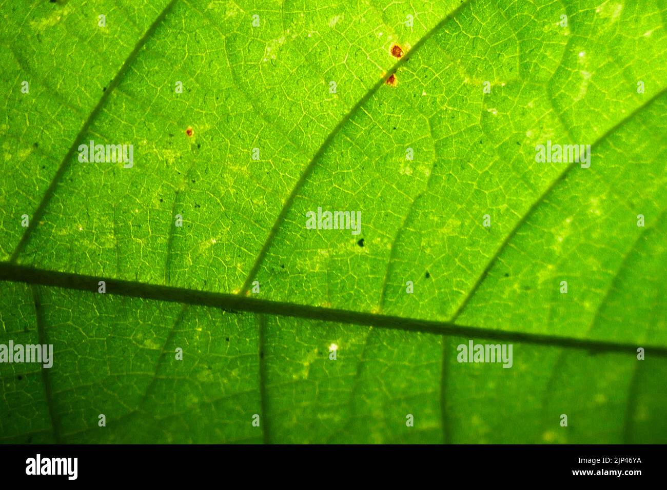 A leaf in the Amazon rainforest Stock Photo - Alamy