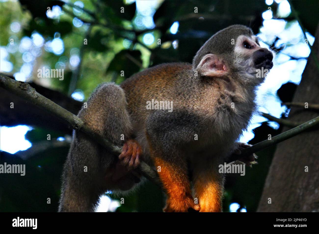 Monkey in rio de janeiro hi-res stock photography and images - Alamy