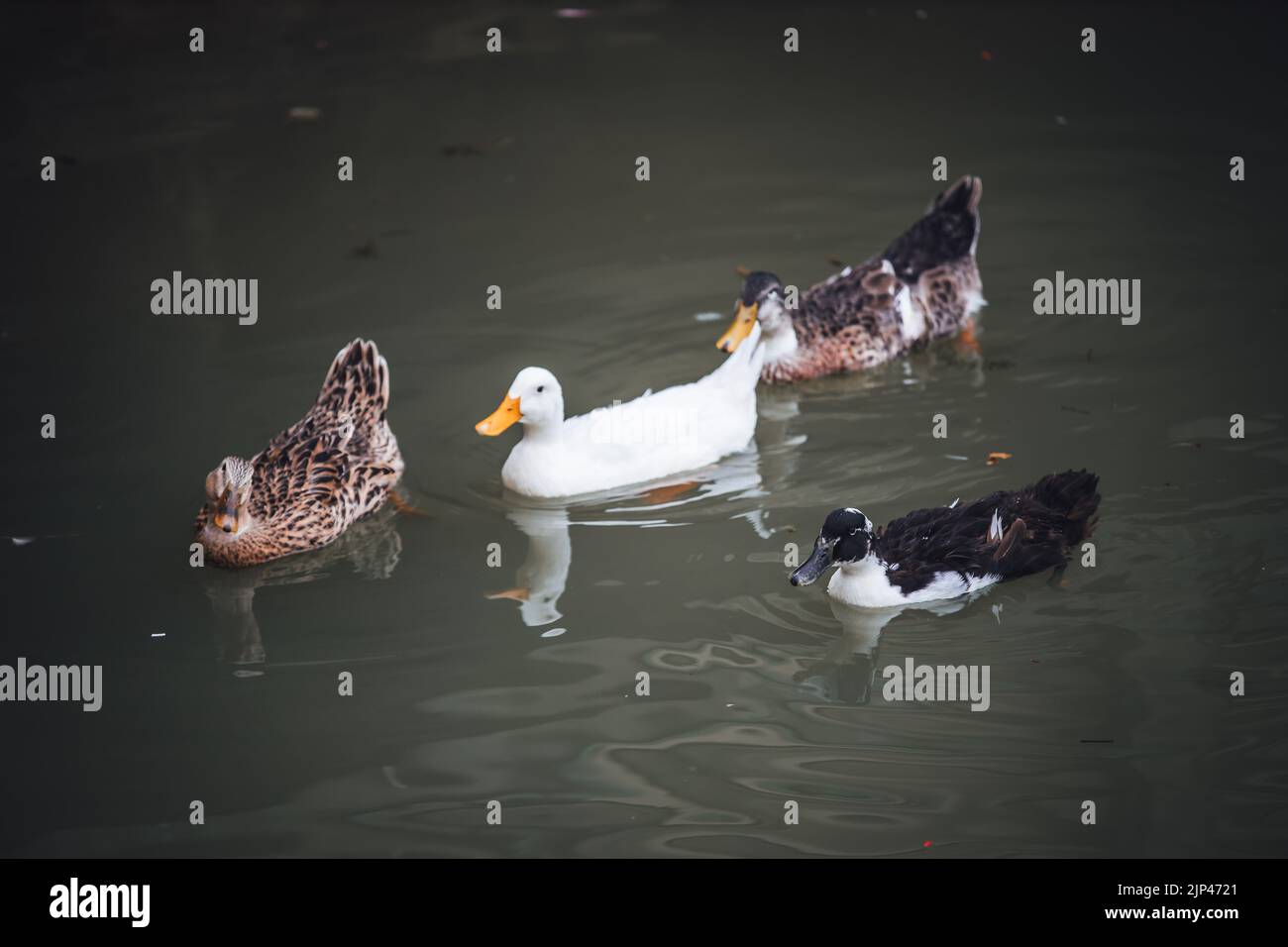 A closeup shot of ducks of different colors floating in water during ...