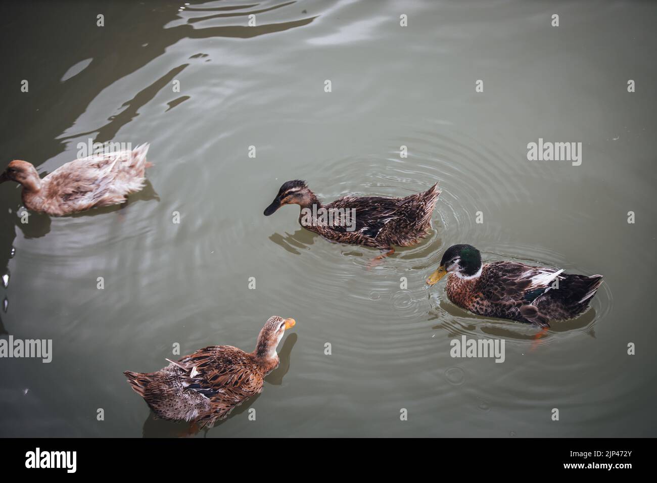 A top view of ducks of different colors floating in the water during ...