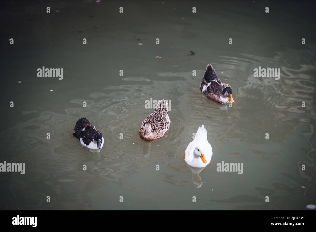 A top view of ducks of different colors floating in the water during ...