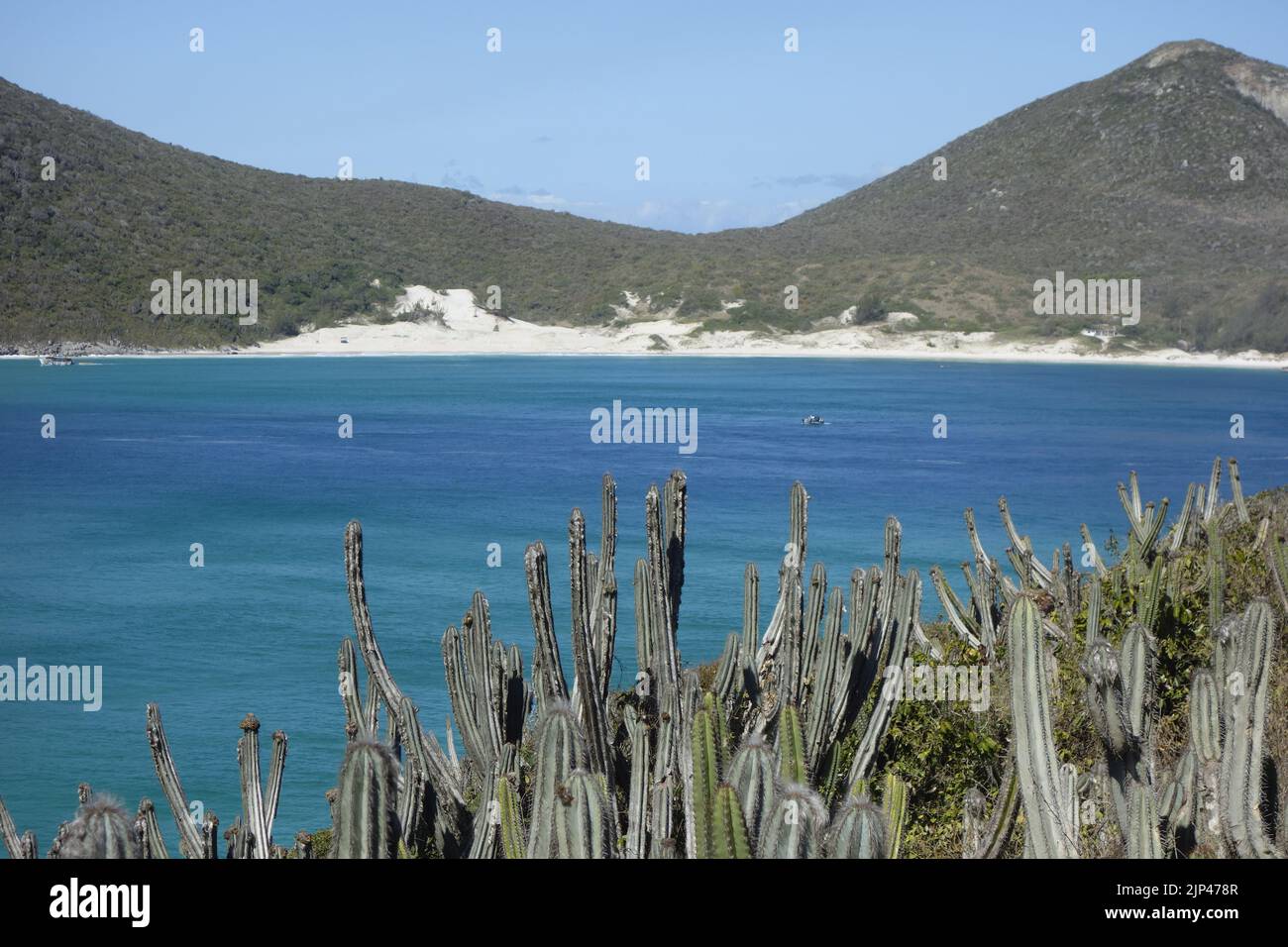 cactus plants overlooking a beautiful seascape surrounded by mountains ...