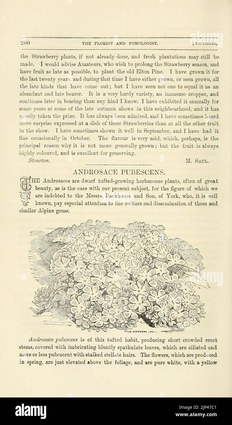 The florist and pomologist Stock Photo - Alamy