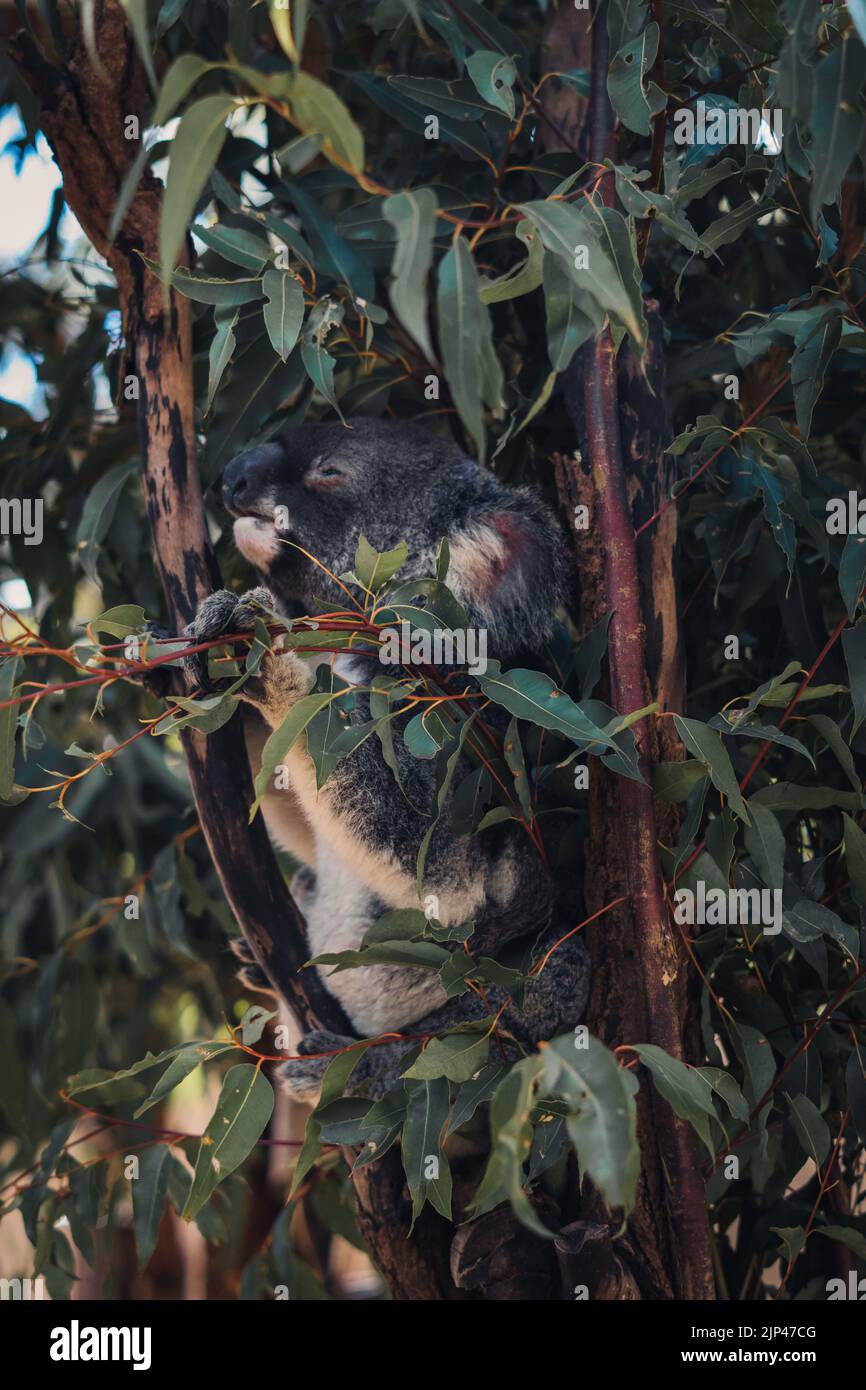 Photography of a koala in an eucalyptus tree Stock Photo - Alamy